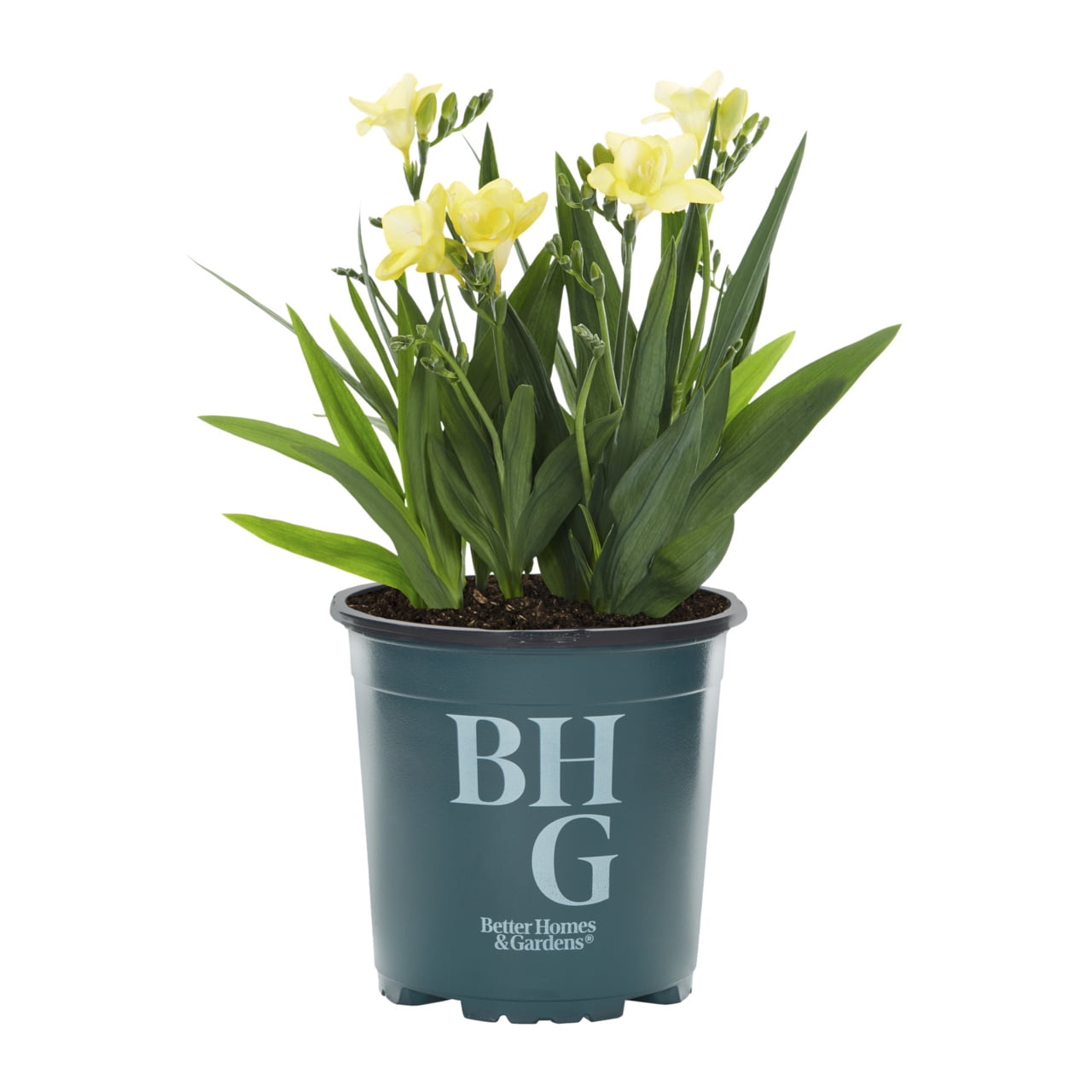 Better Homes & Gardens 2QT Freesia Nano Viareggio Live Perennial Plant ...