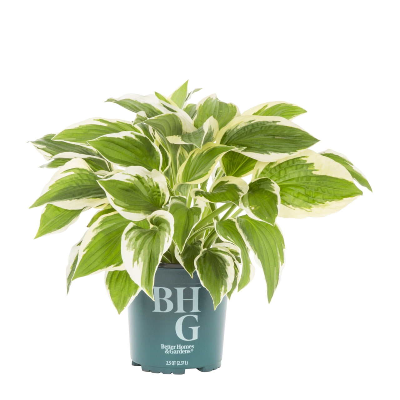 Better Homes & Gardens 2.5QT Multicolor Hosta Patriot Live Perennial ...