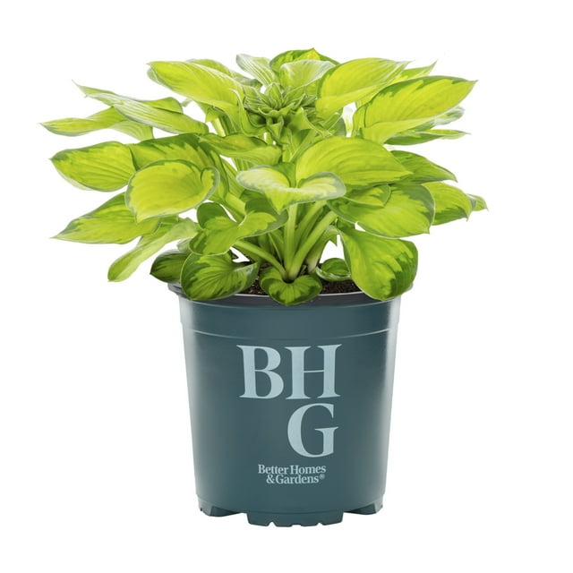 Better Homes & Gardens 2.5QT Multicolor Hosta Rainforest Sunrise Live ...