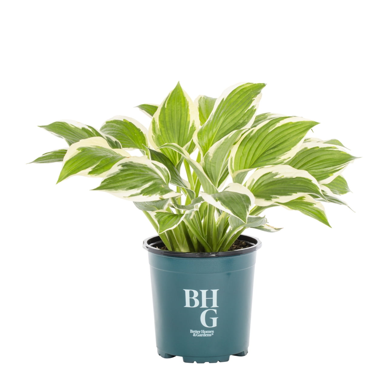 Better Homes & Gardens 2QT Hosta So Sweet Live Perennial Plant Shade ...