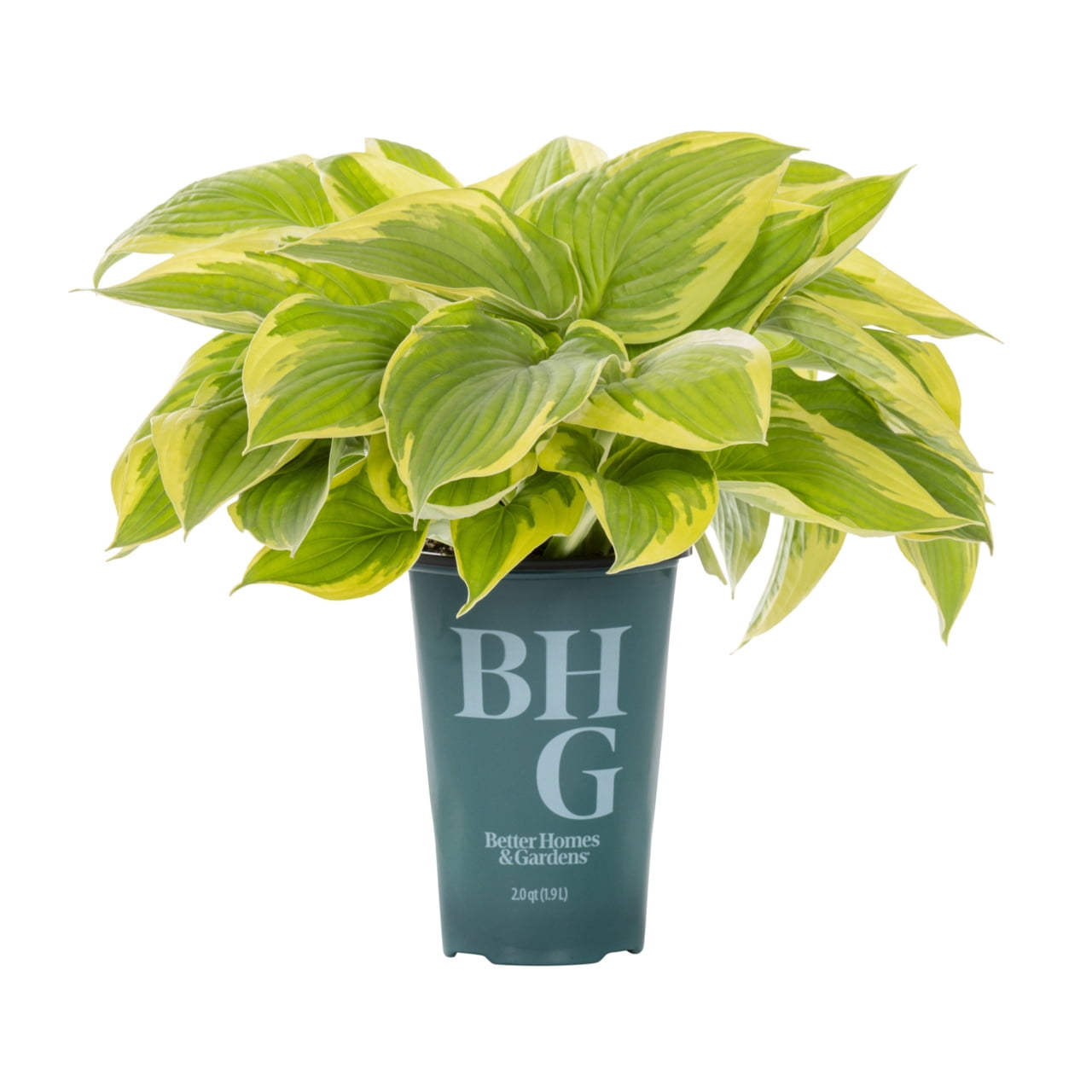 Better Homes & Gardens 2QT Hosta Wide Brim Live Perennial Plant Shade ...