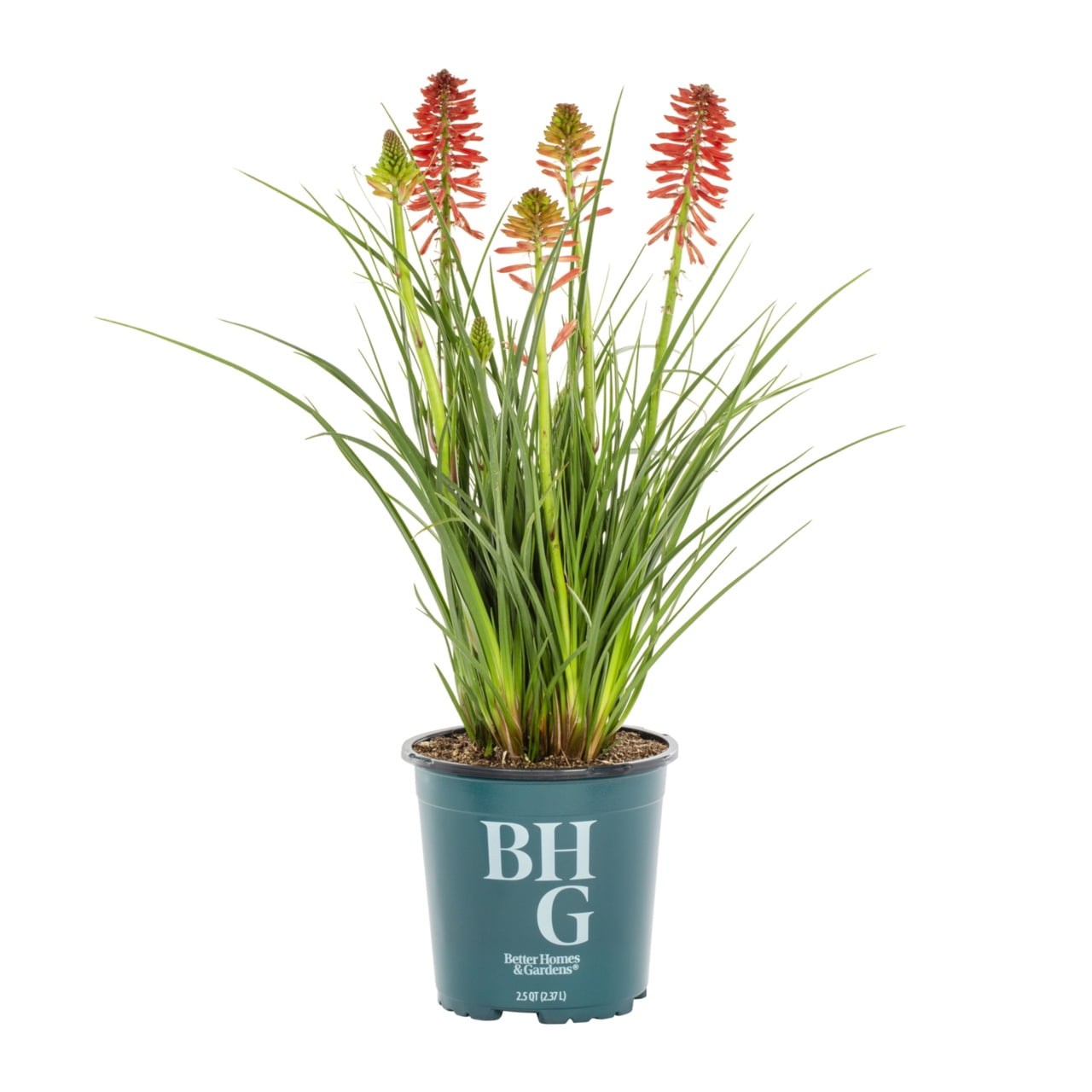 Better Homes & Gardens 2.5QT Kniphofia Poco Orange Perennial Plant Sun ...
