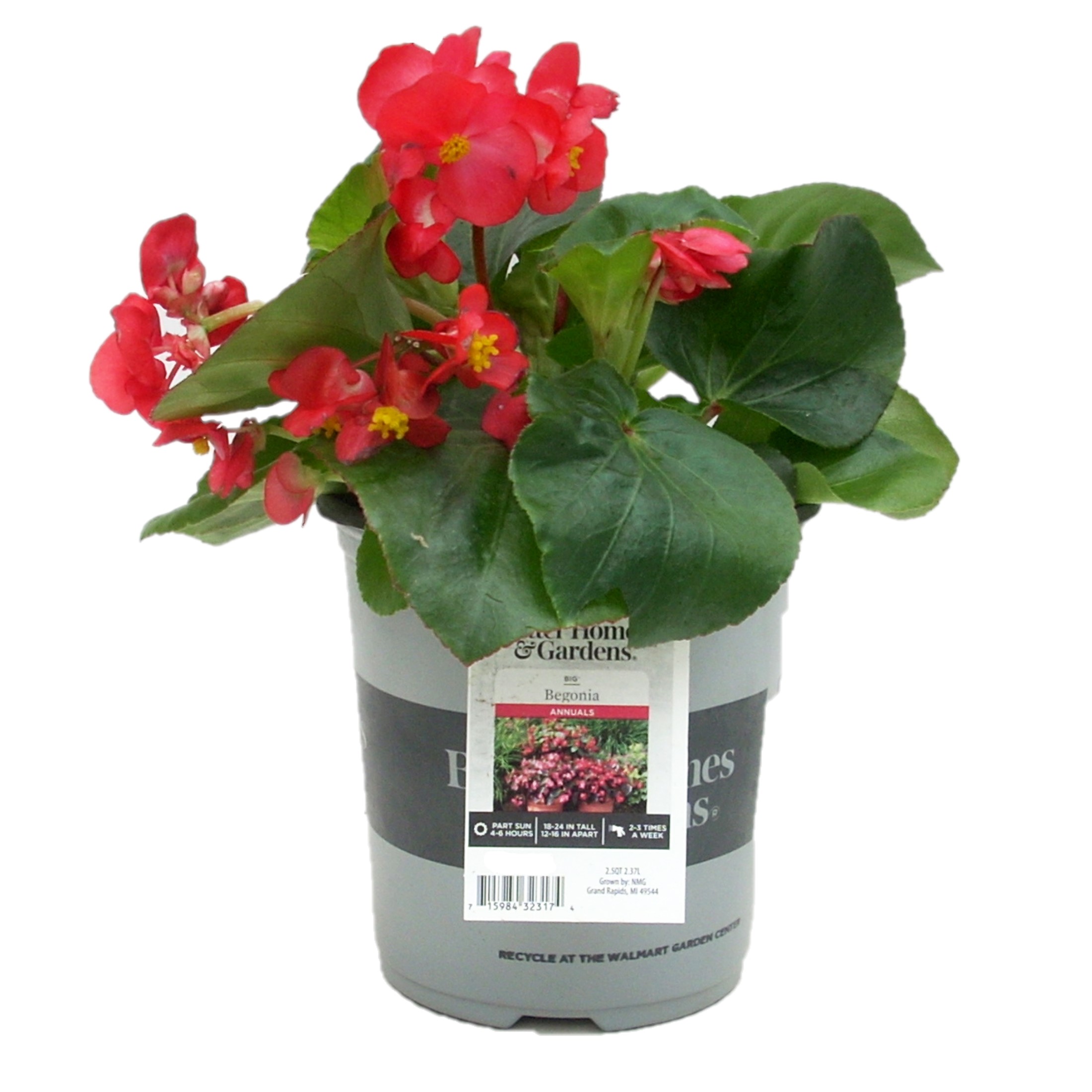 Better Homes & Gardens 2.5QT Multicolor Begonia, Live Plants, Full Sun ...
