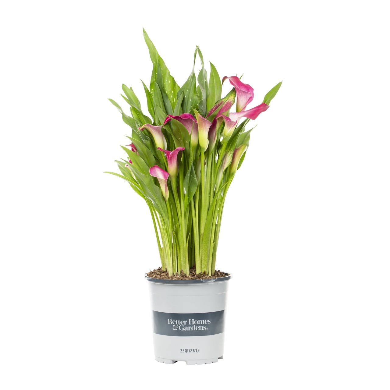 Better Homes & Gardens 2.5QT Multicolor Calla Lily Live Plants with ...