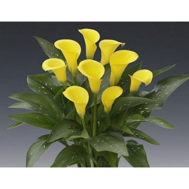 Better Homes & Gardens 2.5QT Multicolor Calla Lily Zantedeschia Annuals ...