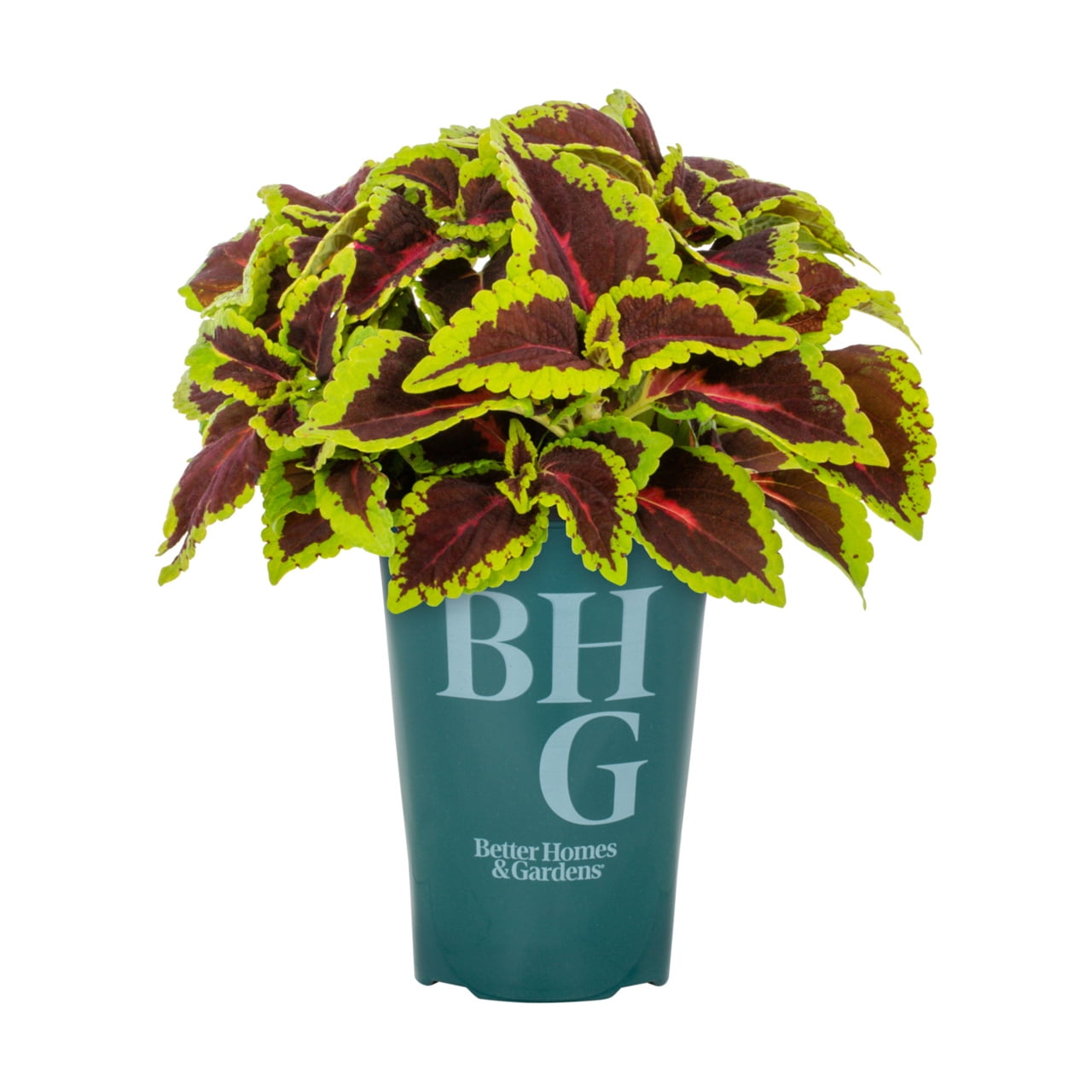 Better Homes & Gardens 10 in Multicolor Coleus Live Plant in 2 qt ...