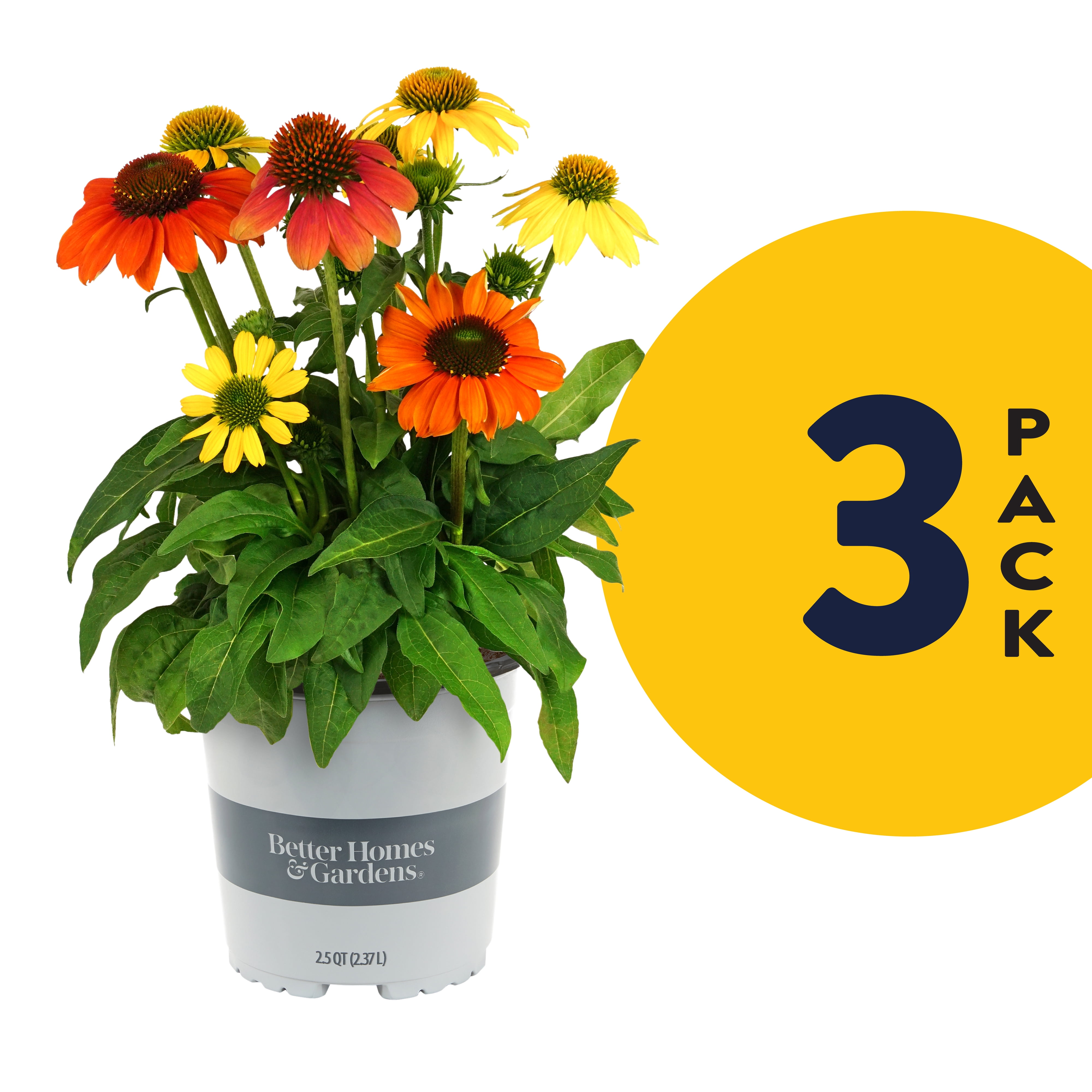 Better Homes & Gardens 2.5QT Multicolor Echinacea Live Plants (3 Pack ...
