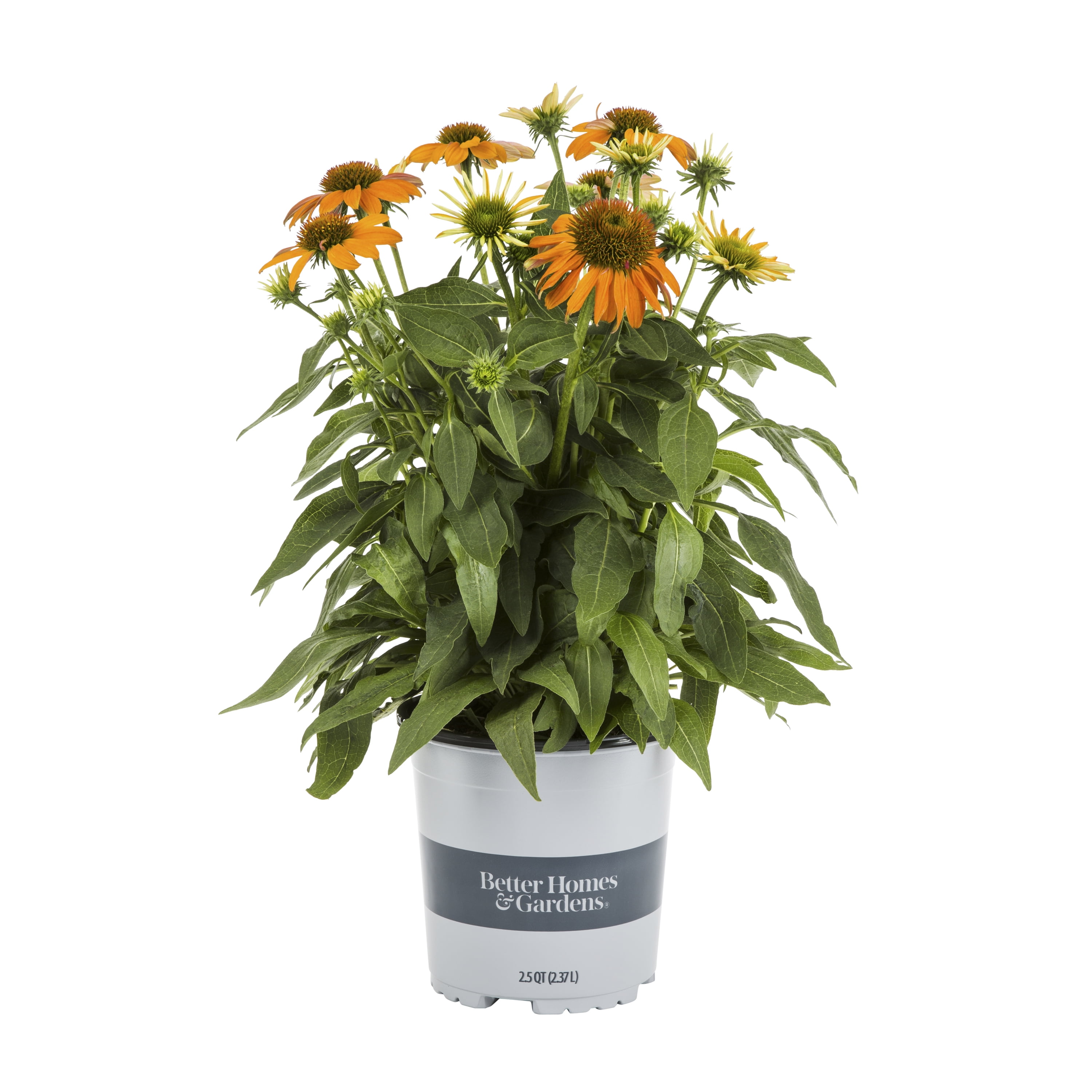 Better Homes & Gardens 2.5QT Multicolor Echinacea Live Plants with ...