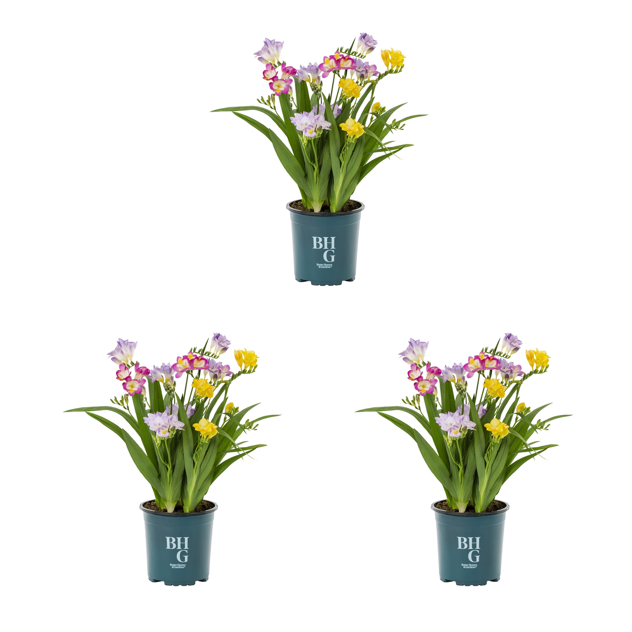 Better Homes & Gardens 2.5QT Multicolor Freesia Live Plant Grower Pot ...