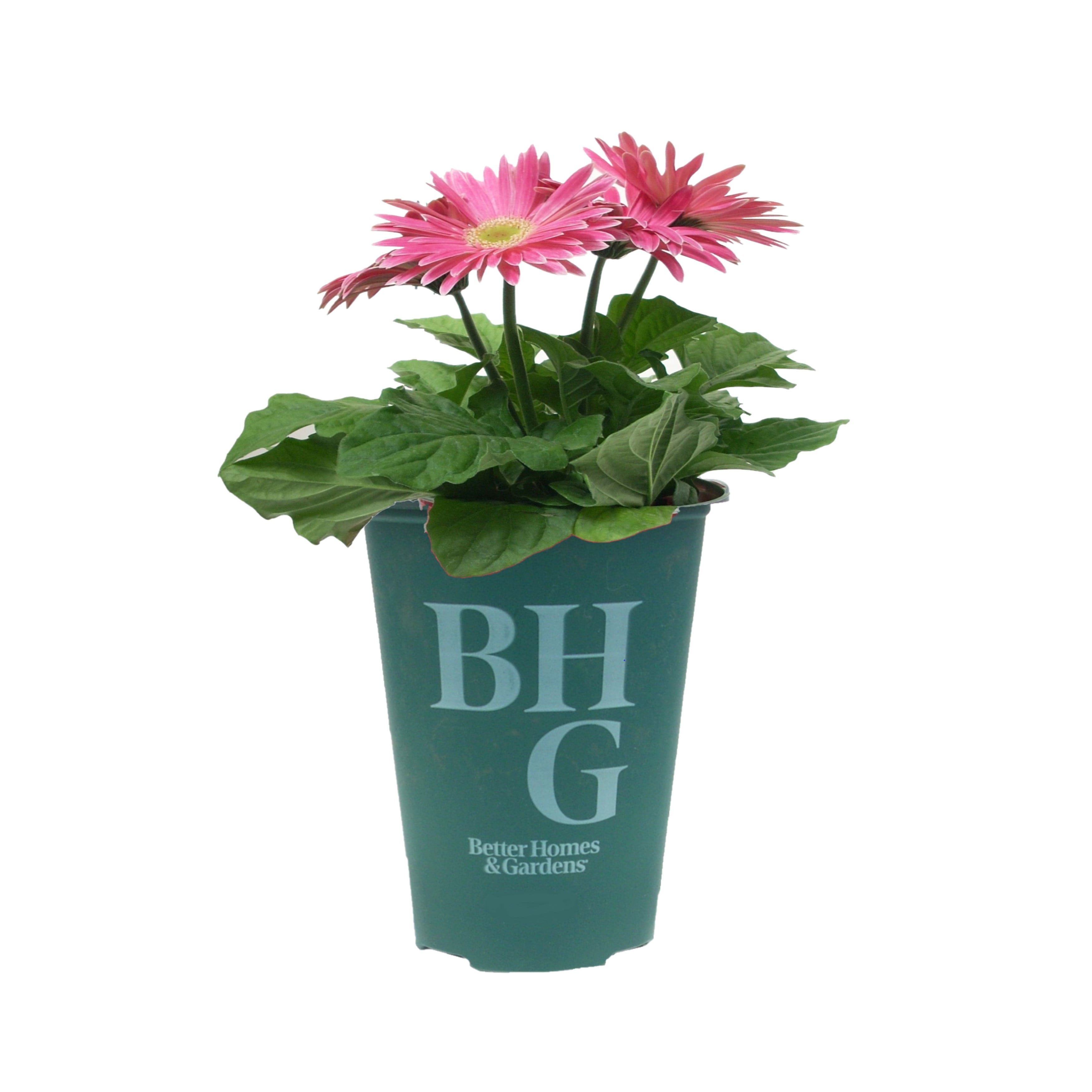 Better Homes & Gardens 2.5QT Multicolor Gerbera Daisy Live Plant, Full ...