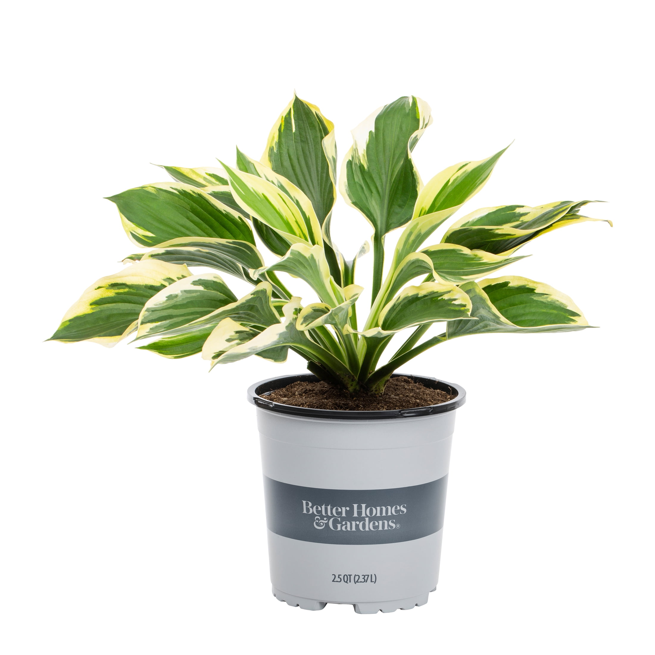Better Homes & Gardens 2.5QT Multicolor Hosta Live Plant Grower Pot ...