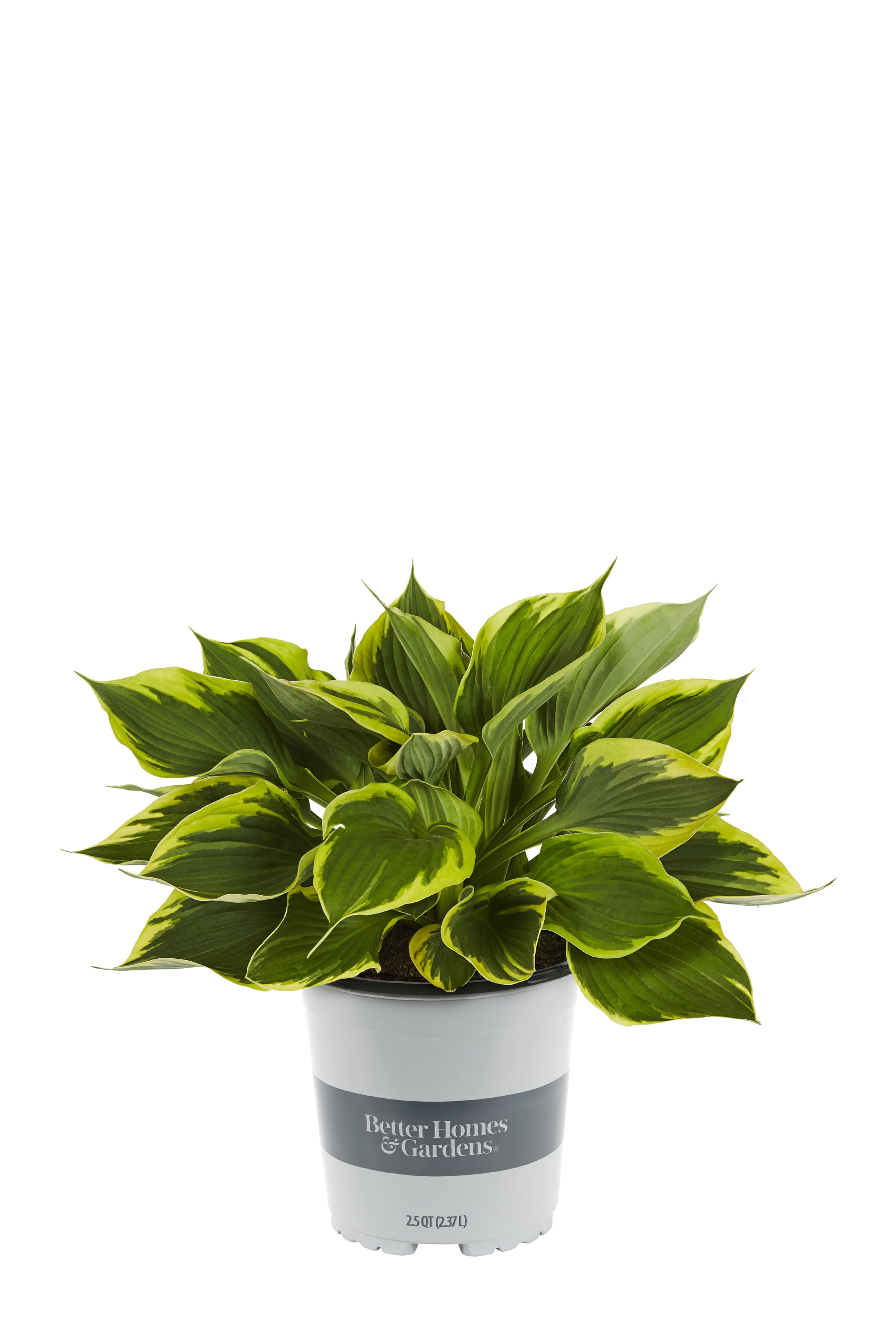 Better Homes & Gardens 2.5QT Multicolor Hosta Live Plant Grower Pot ...