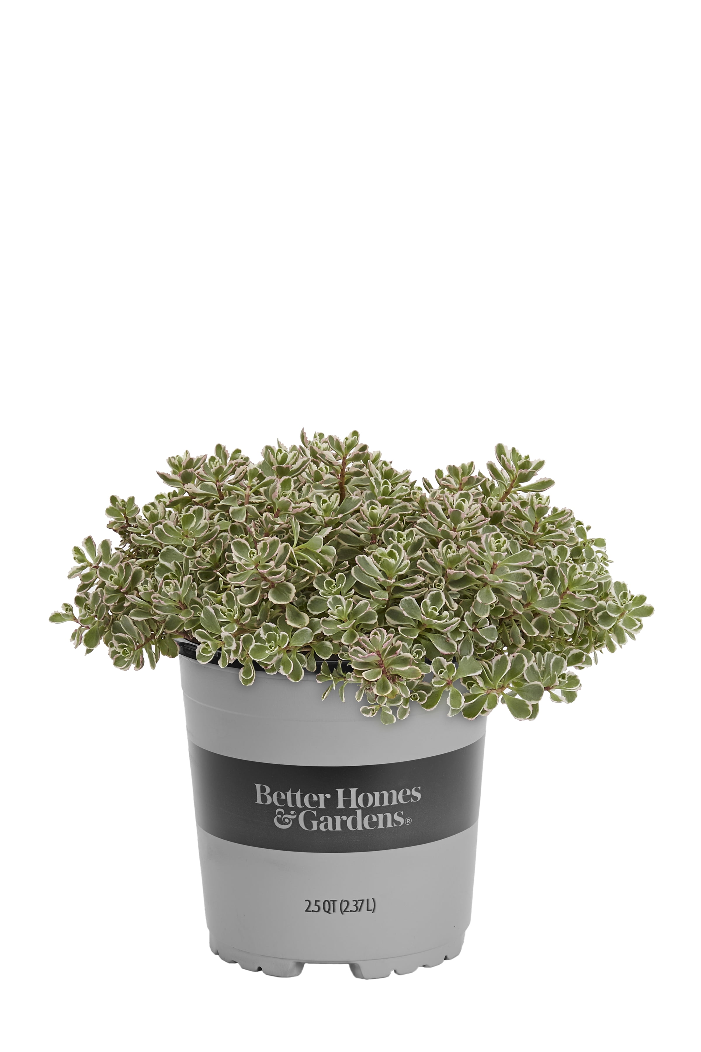 Better Homes & Gardens 2.5QT Multicolor Sedum Live Plant Grower Pot Sun ...