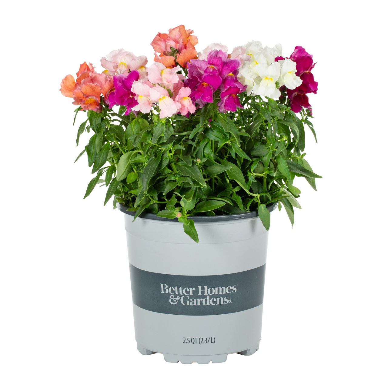 Better Homes & Gardens 2.5QT Multicolor Snapdragon Live Plants with ...