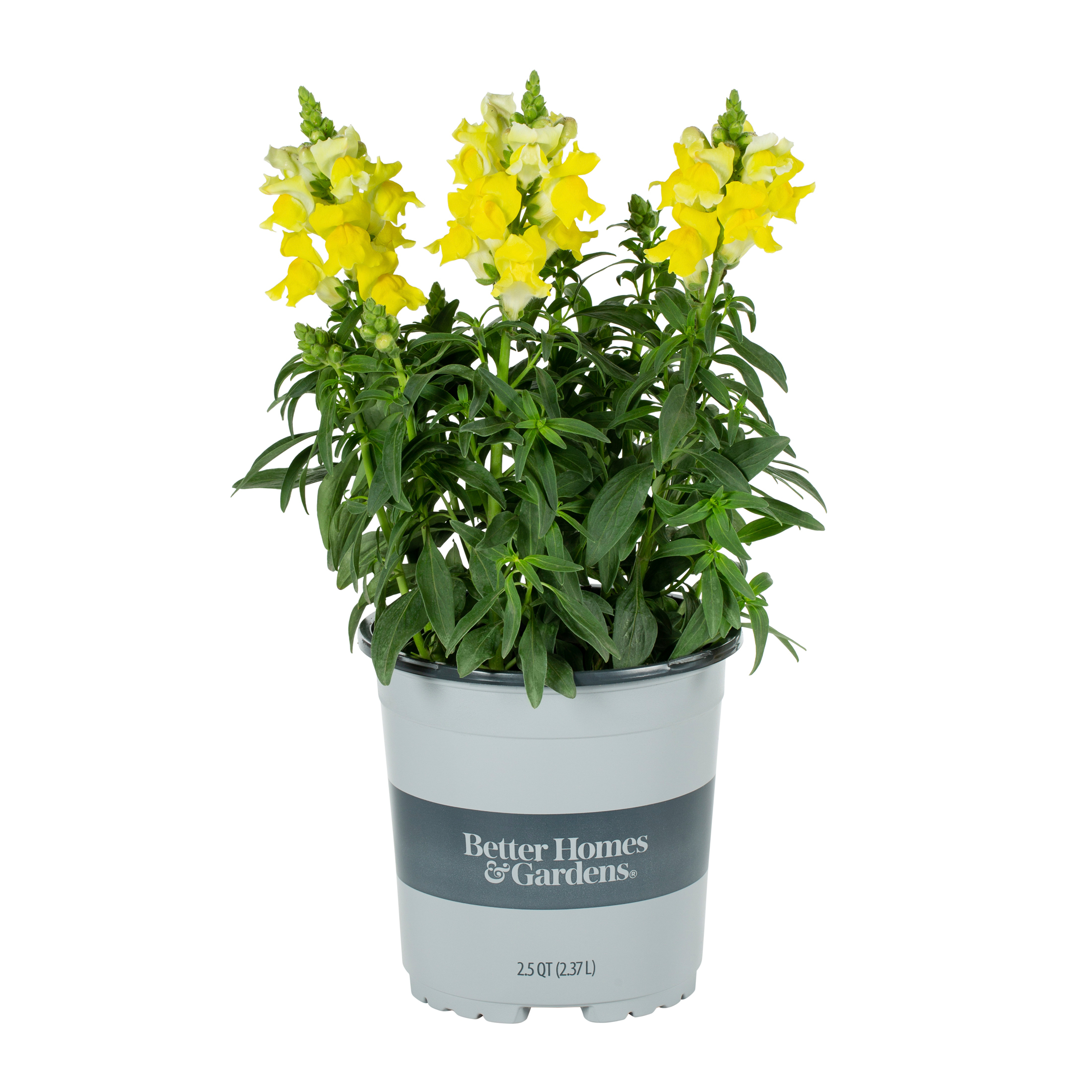 Better Homes & Gardens 2.5QT Multicolor Snapdragon Live Plants with ...
