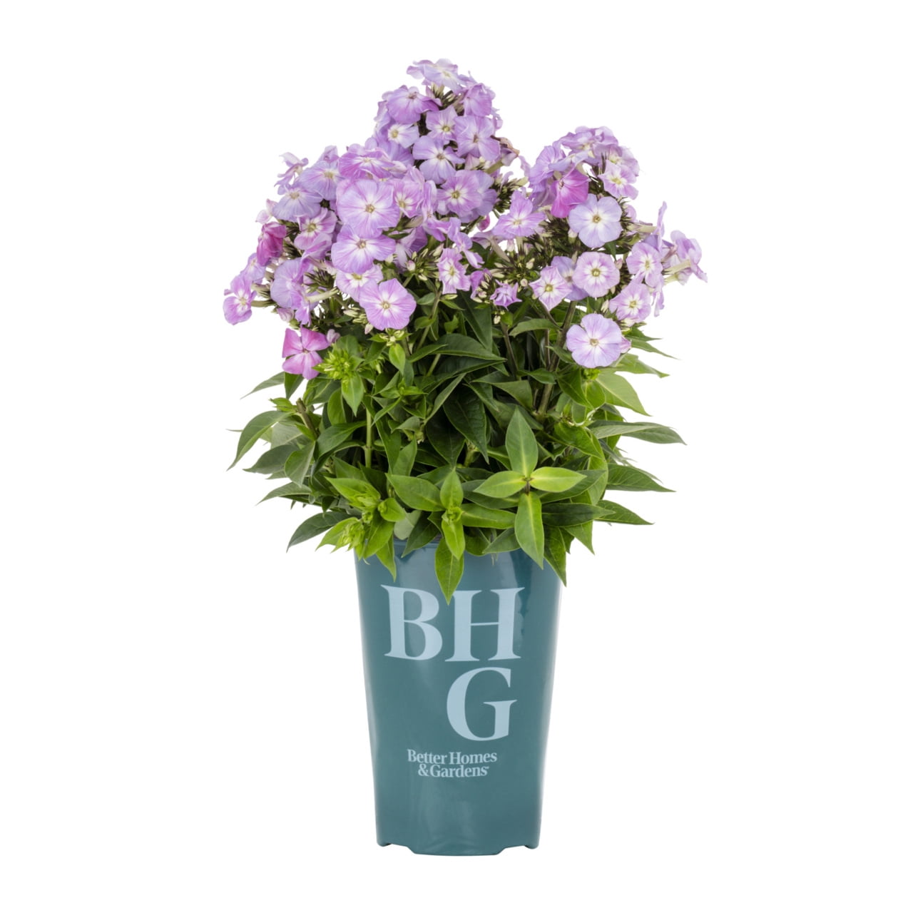 Better Homes & Gardens 2QT Pink Phlox Paniculata Flame Light Pink Live ...