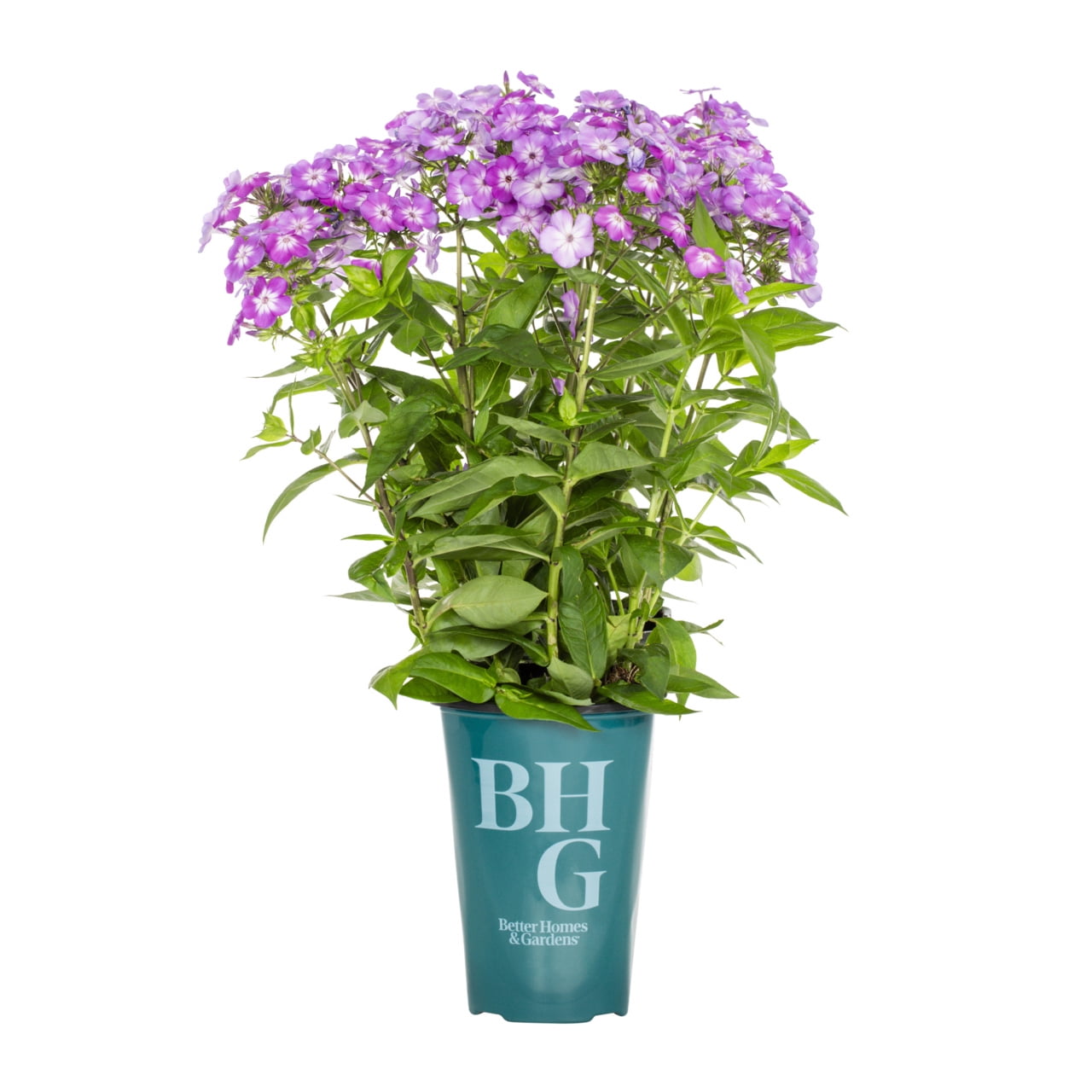 Better Homes & Gardens 2QT Phlox Paniculata Flame Pro Purple Live ...