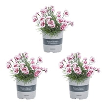 Divinity Stokes Aster Perennial - Stokesia - Snowy White Blooms ...
