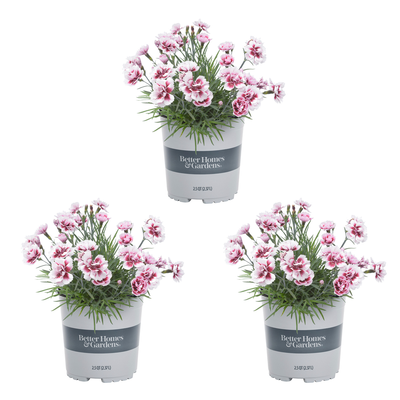 Divinity Stokes Aster Perennial - Stokesia - Snowy White Blooms ...