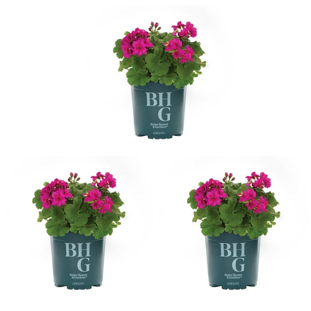 Better Homes & Gardens 2.5QT Pink Geranium Live Annual Plant Sun 3-Pack ...