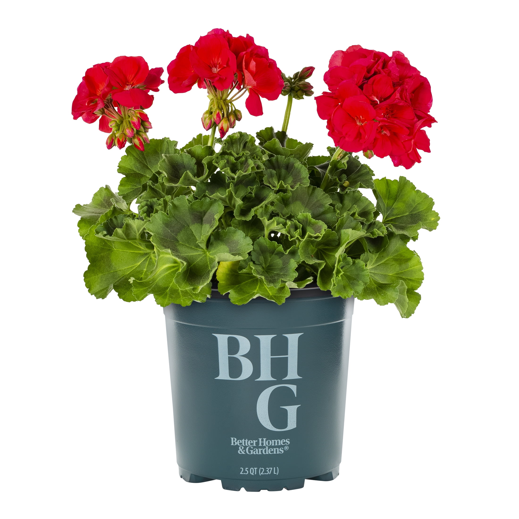 Better Homes & Gardens 2.5QT Red Geranium Live Annual Plant Sun ...