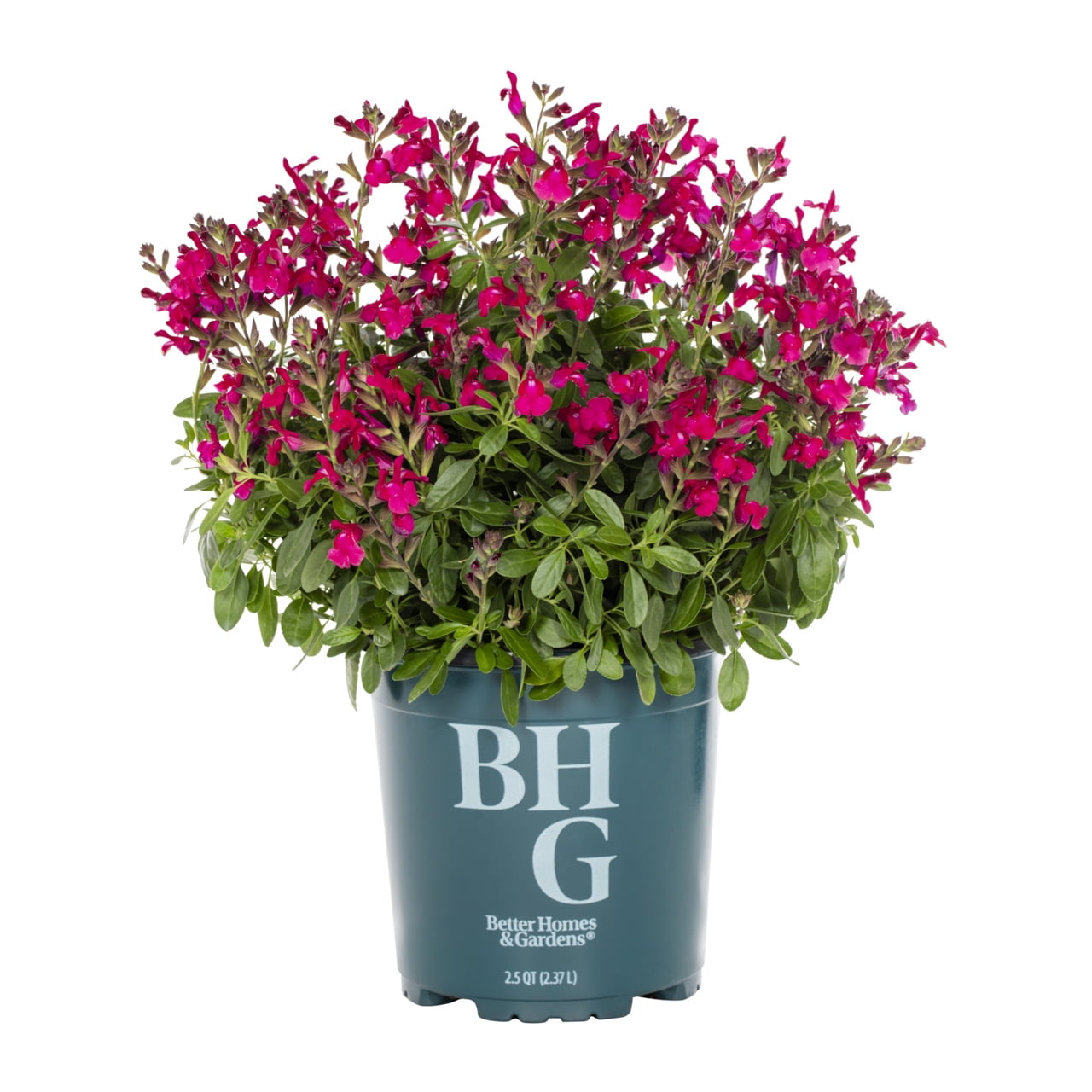 Better Homes & Gardens 2.5QT Red Salvia Gregii Mirage Cherry Live ...