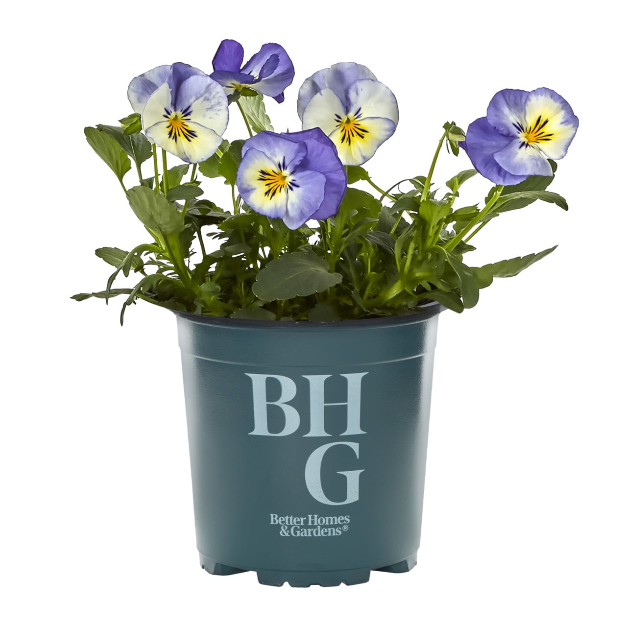 Better Homes & Gardens 2.5QT Viola Halo Sky Blue Annual Plant Sun ...