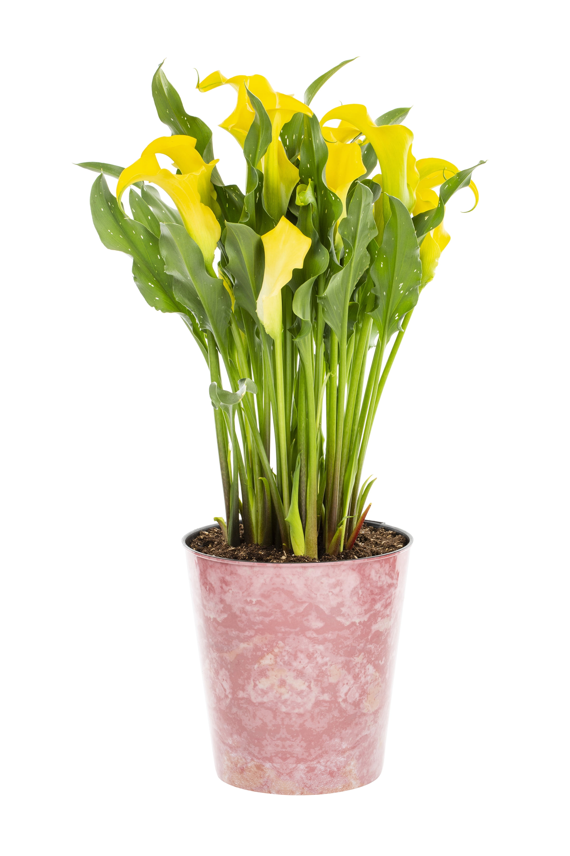 Better Homes & Gardens 2.5QT Yellow Calla Lily Live Plant Grower Pot ...