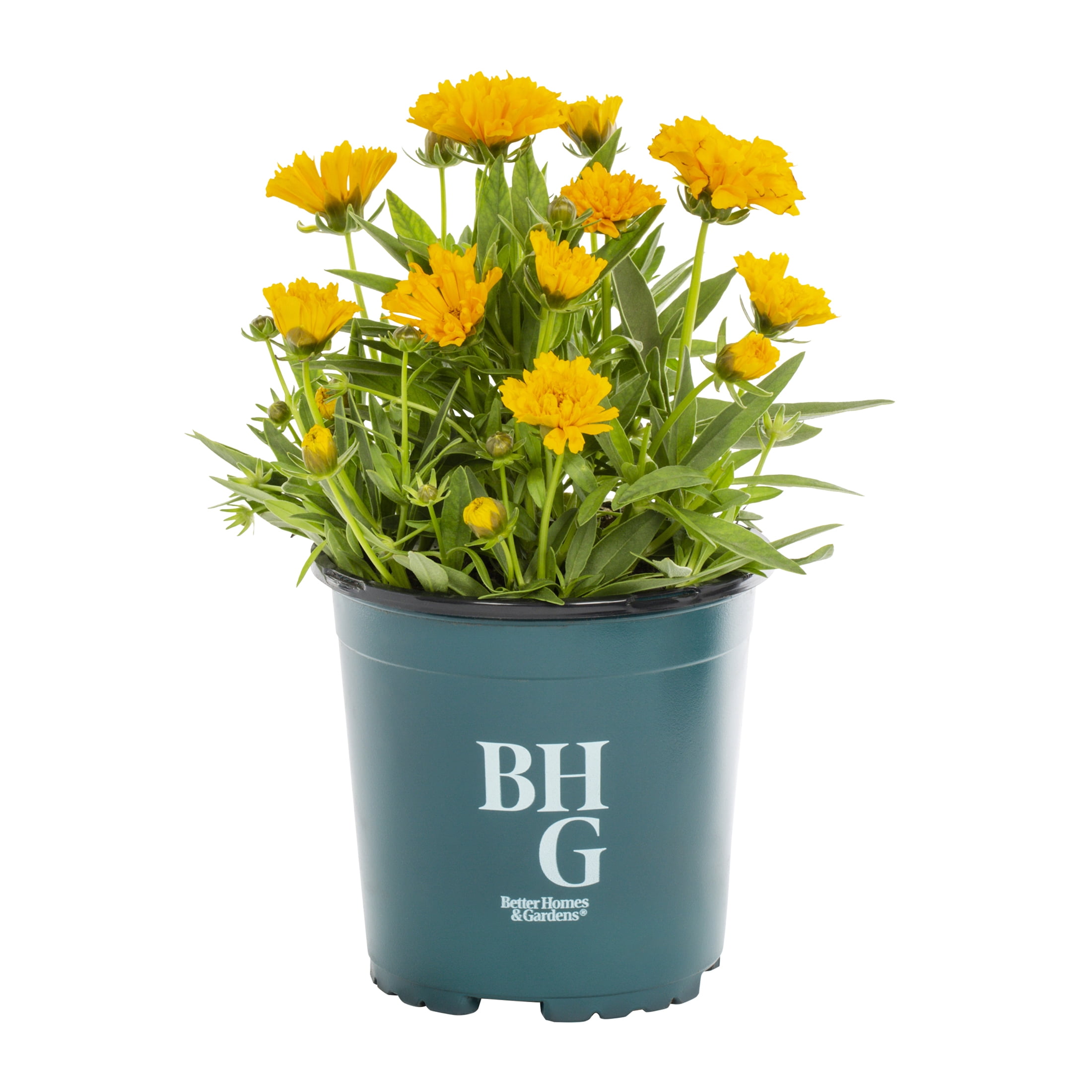 Better Homes & Gardens 2.5QT Yellow Coreopsis Solanna Golden Sphere ...