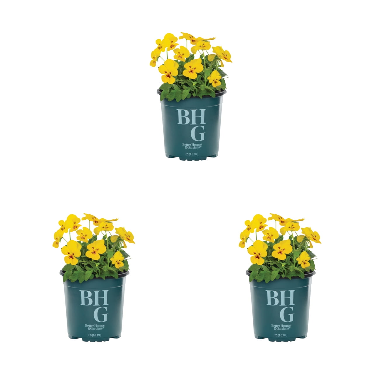 Better Homes & Gardens 2QT Yellow Trailing Pansy Live Annual Plant Sun ...