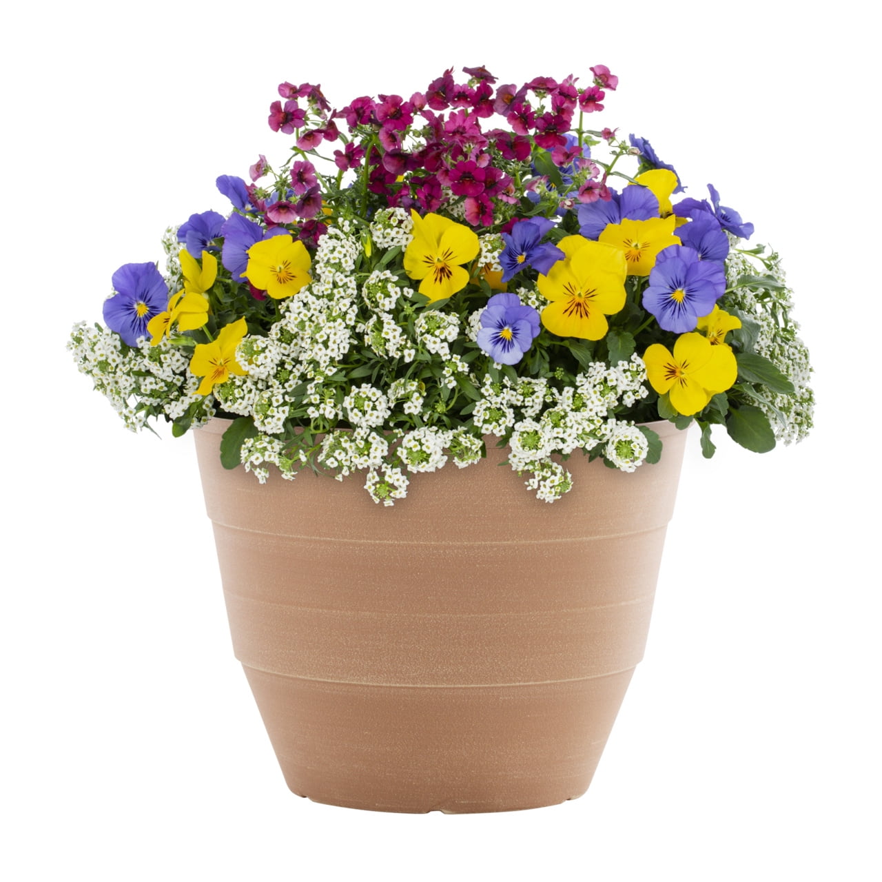 Better Homes & Gardens 2.5gal Multicolor Lobularia Nemesia Pansy Live ...