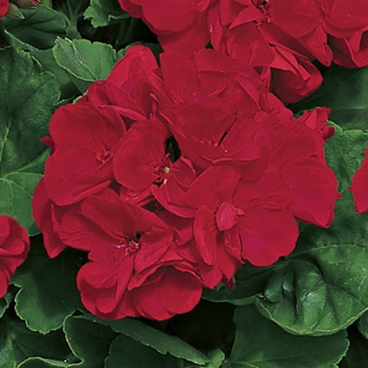 Better Homes & Gardens 2 Gallon Hanging Basket Geranium Combo Annual ...