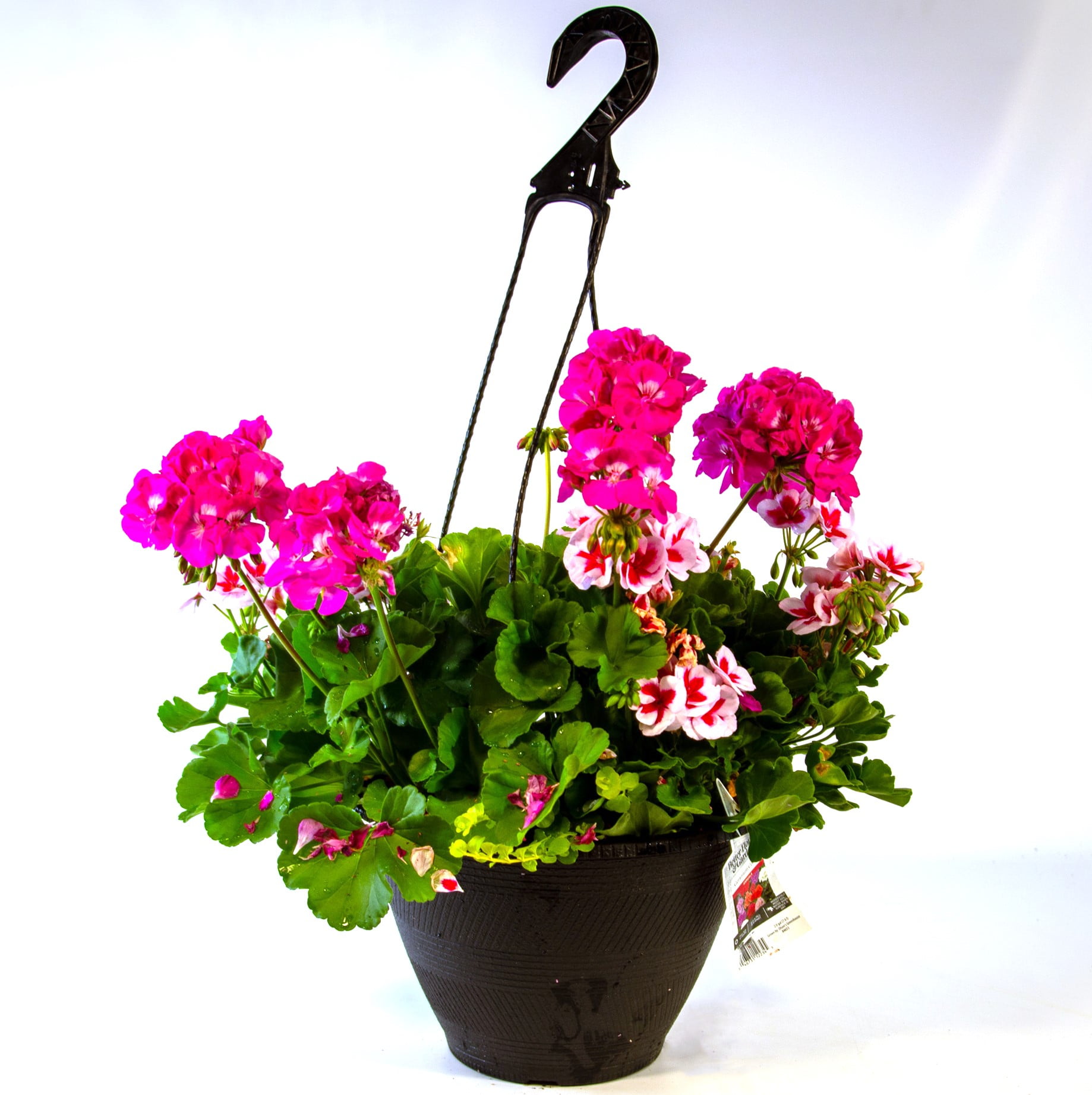 Better Homes & Gardens - 2 Gallon Hanging Basket Multicolor Geranium ...