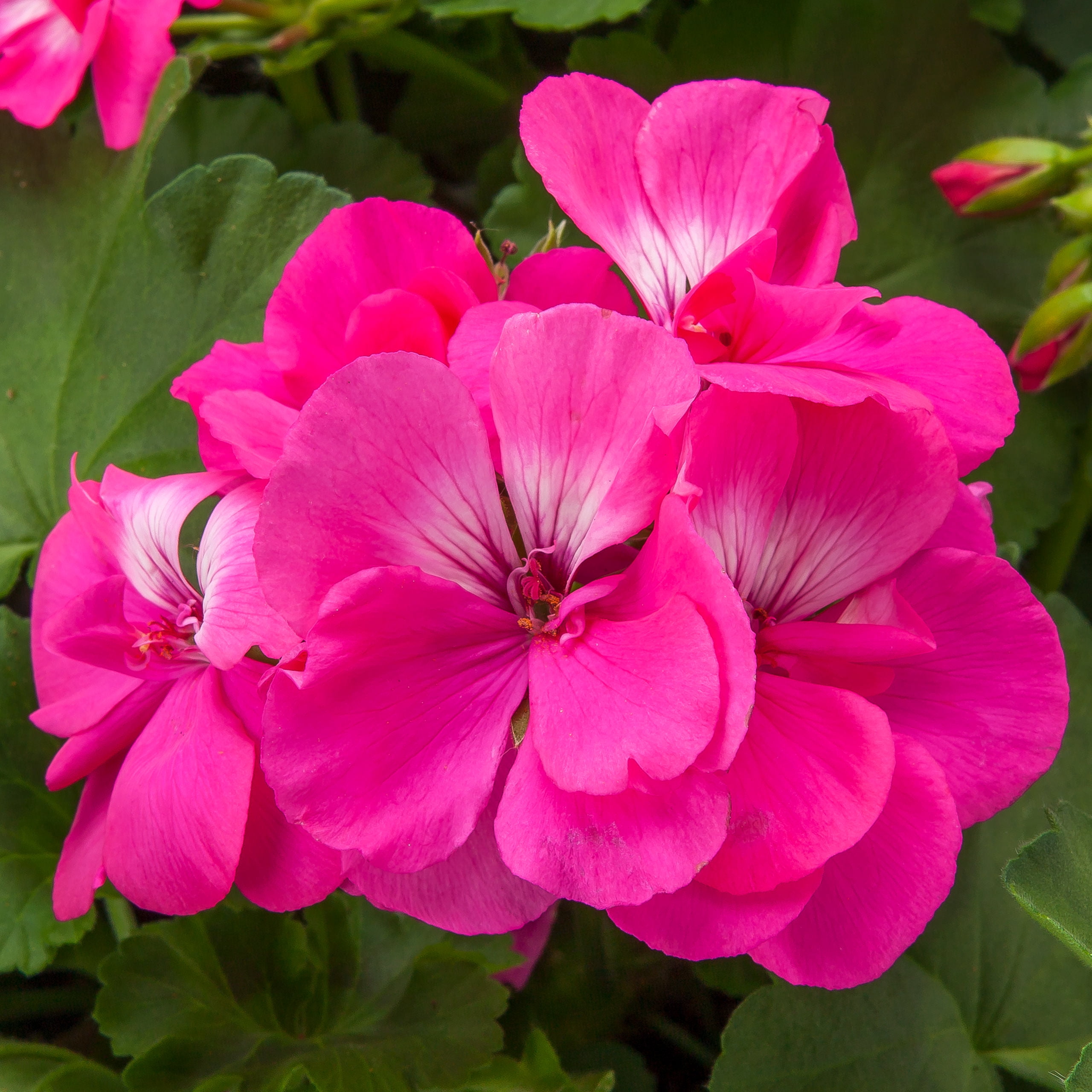 Better Homes & Gardens - 2 Gallon Hanging Basket Spring Geranium ...