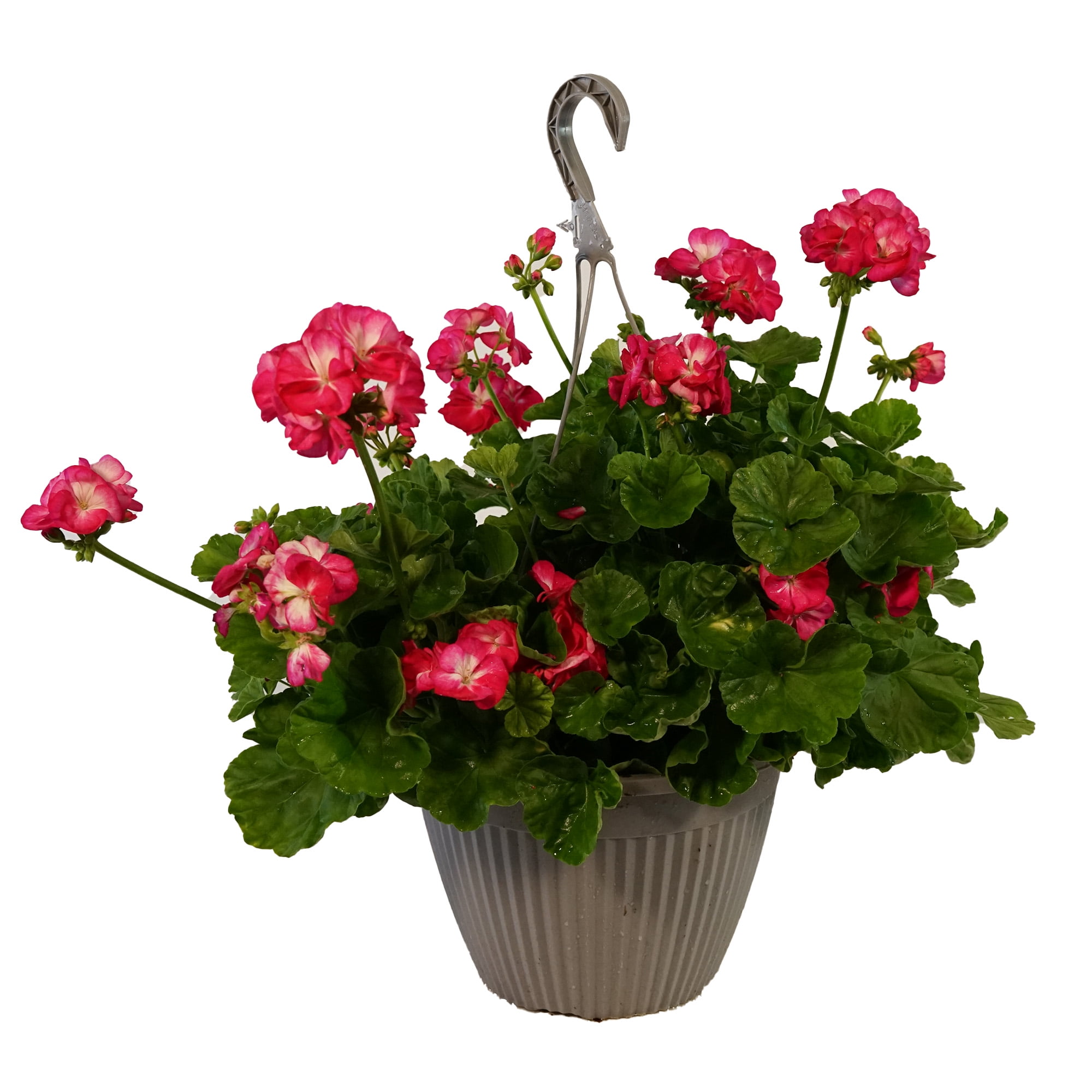 Better Homes & Gardens - 2 Gallon Hanging Basket Spring Geranium Combo ...