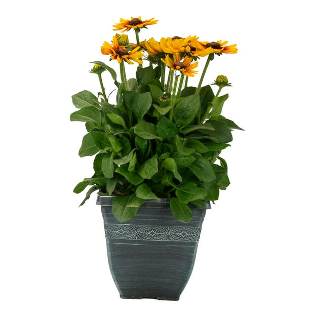 Better Homes & Gardens - 2 Gallon Yellow 'Summerina' Echibeckia ...