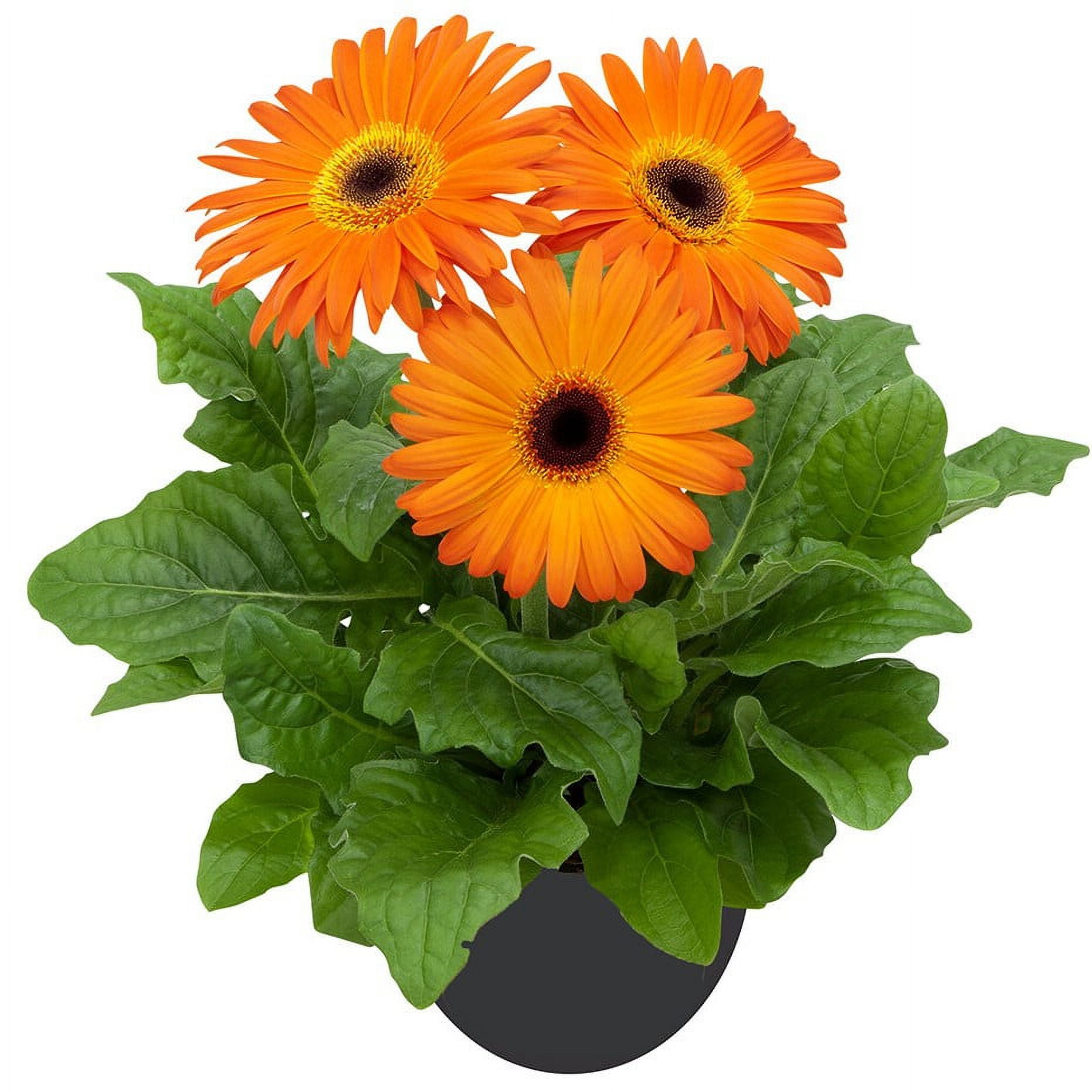 Better Homes & Gardens - 2 Quart Flori Line Maxi Orange Gerbera Annual ...