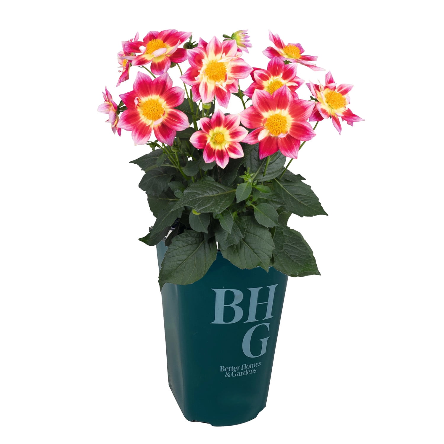 Better Homes & Gardens - 2 Quart Multicolor Dahlia Summer Bees Annual ...