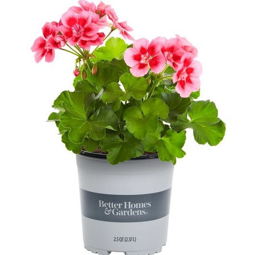 Better Homes & Gardens - 2 Quart Multicolor Pink Zonal Geranium (1 ...