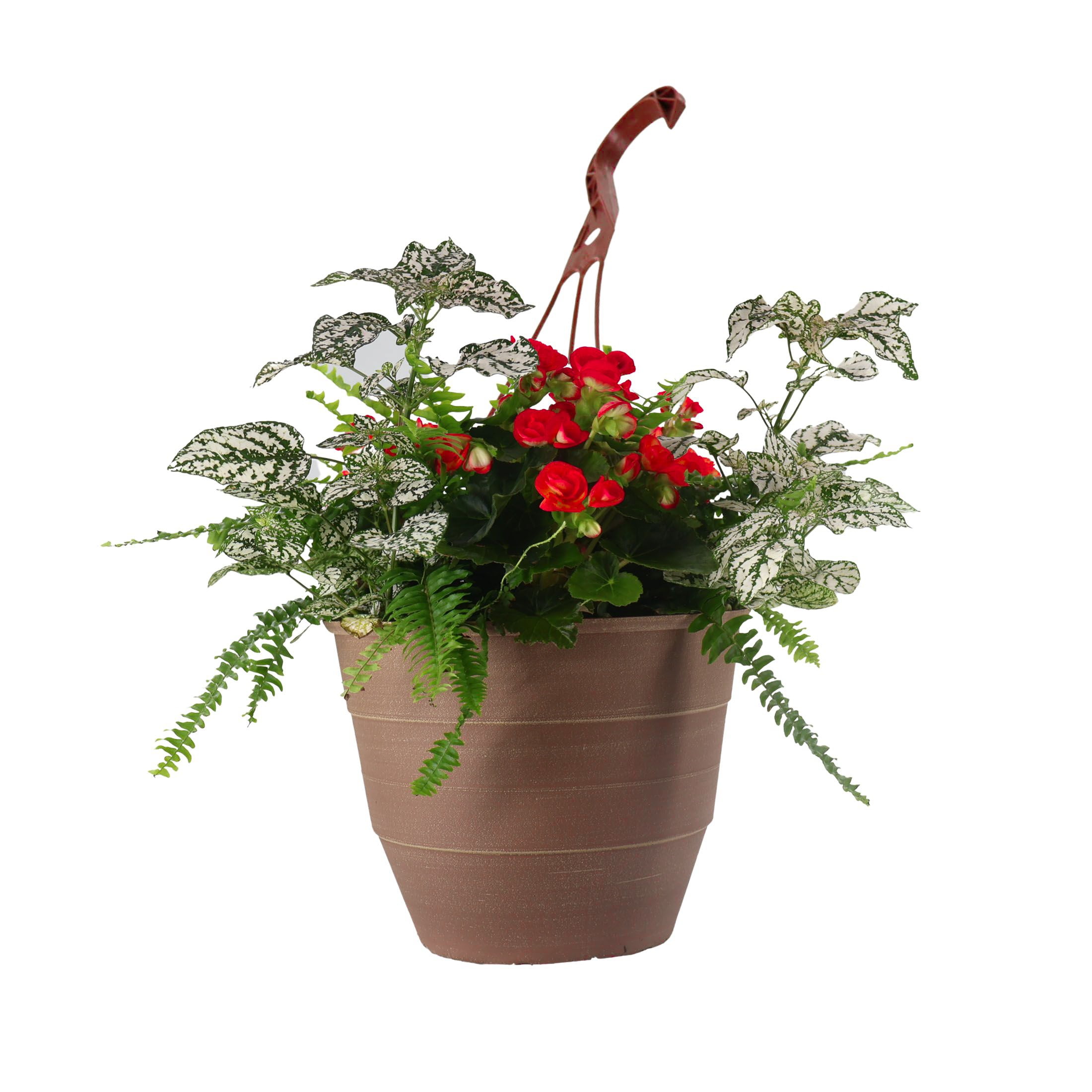 Better Homes & Gardens 2G Multi Begonia Fern Combo Live Plants ...
