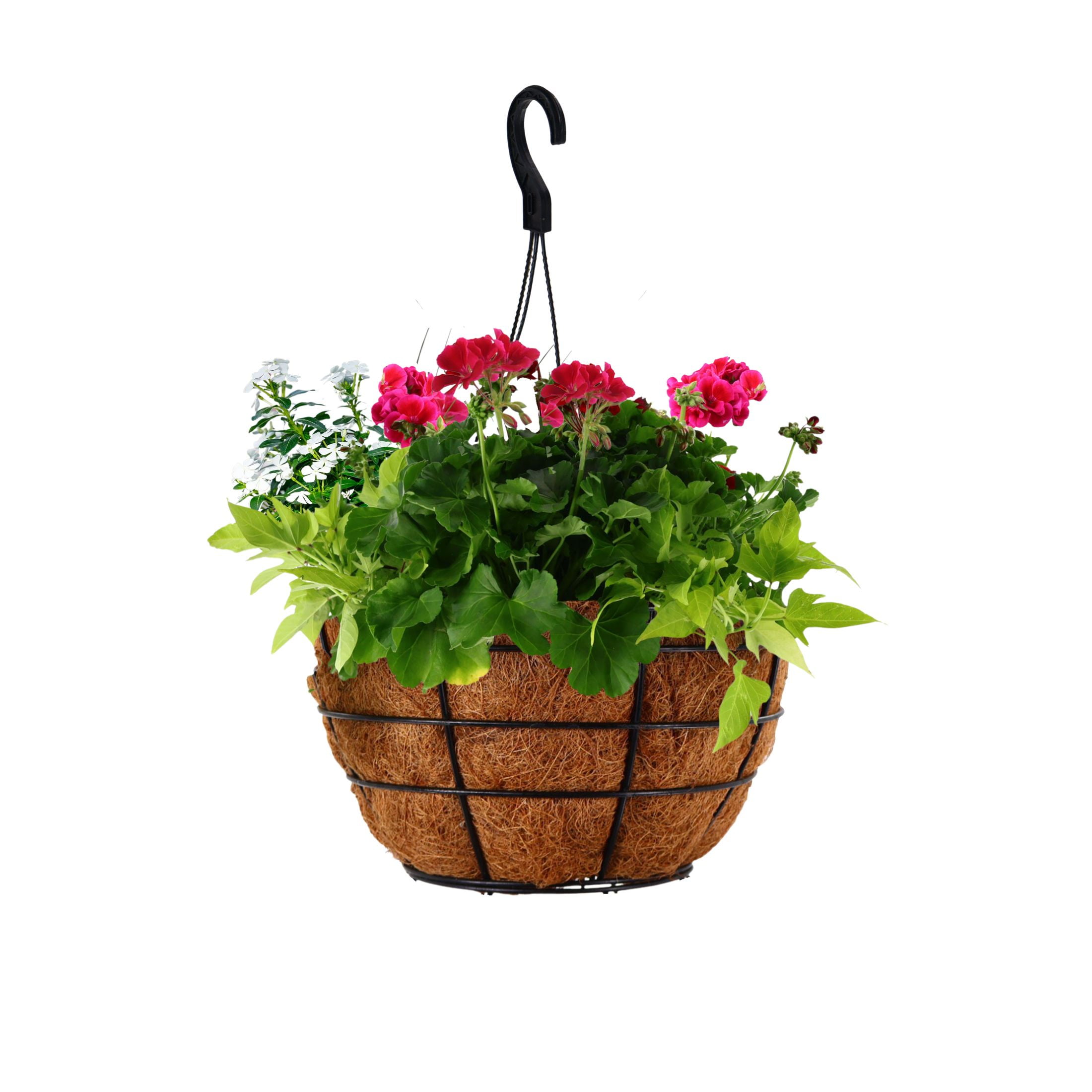 Better Homes & Gardens 2G Multi Geranium Ipomoea Combo Live Plants ...