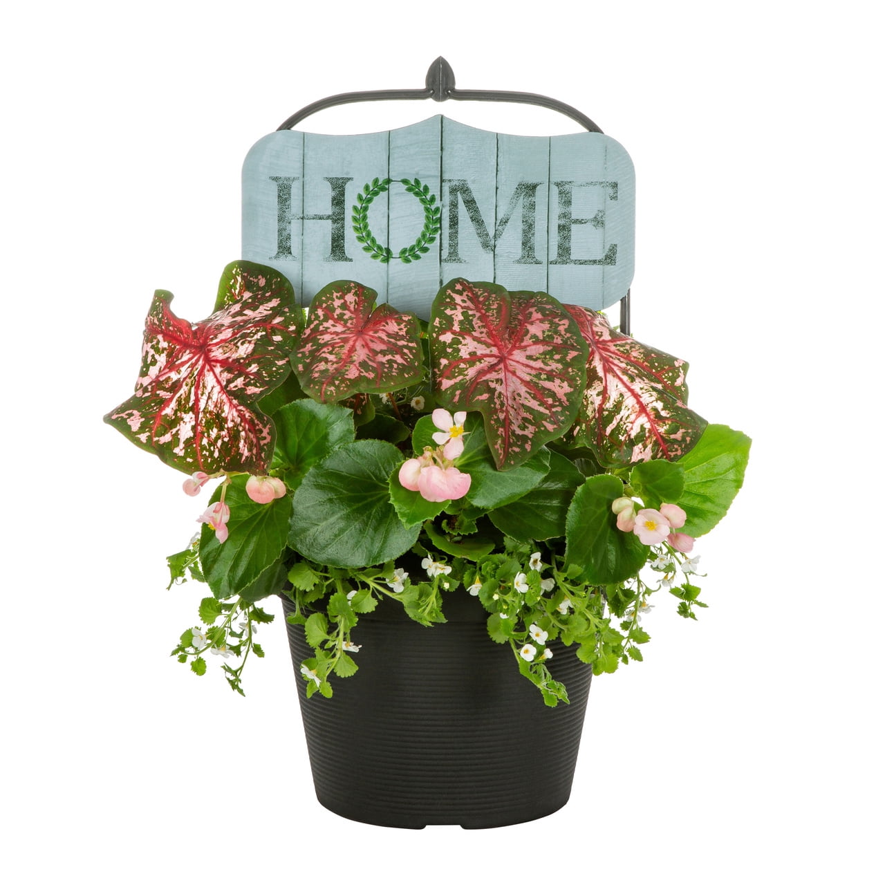 Brandclub - Better Homes & Gardens 2G Multicolor Annual Combo Live ...