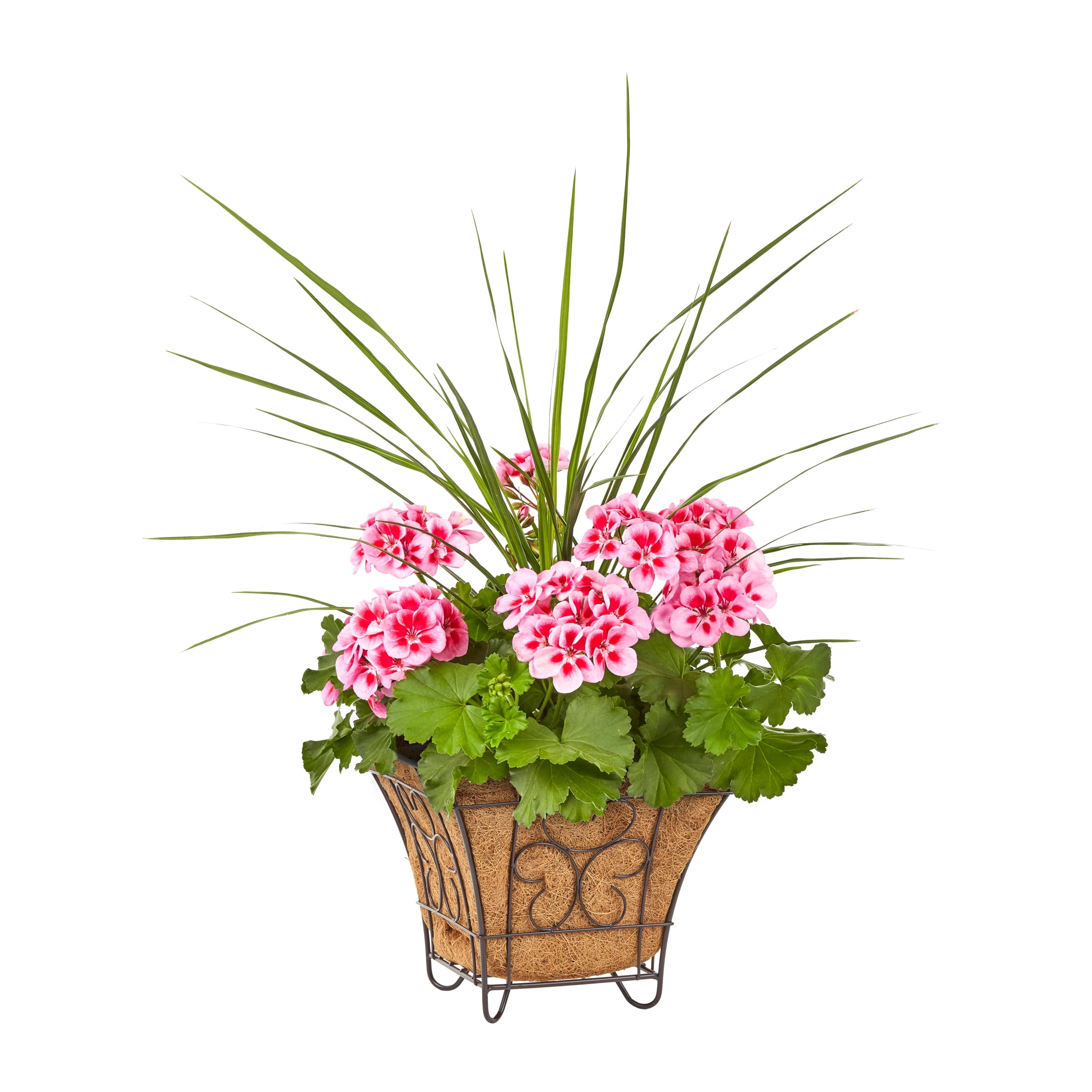 Better Homes & Gardens 2G Multicolor Geranium Combo Live Plants with ...