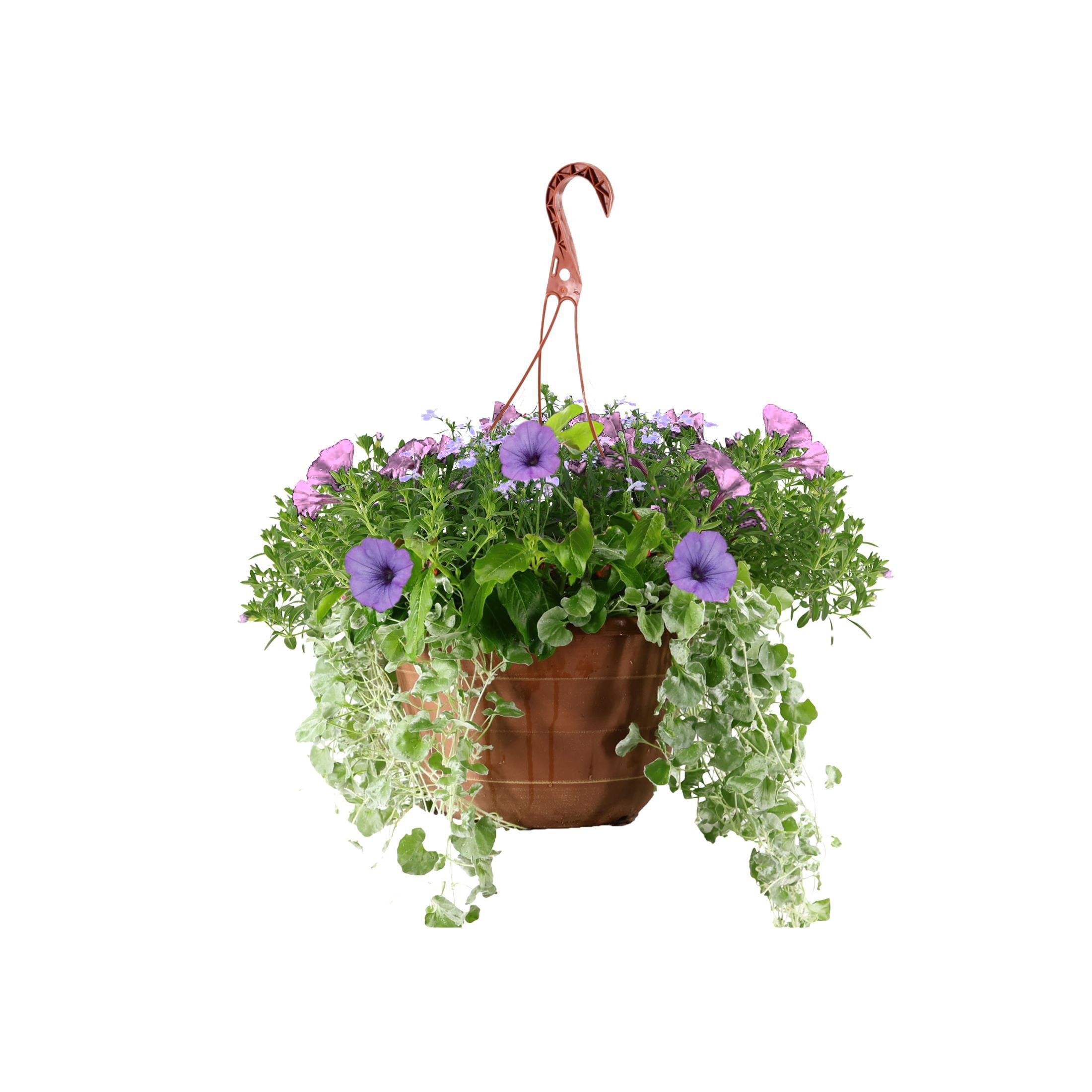 Better Homes & Gardens 2G Multicolor Petunia Lobelia Combo Live Plants ...