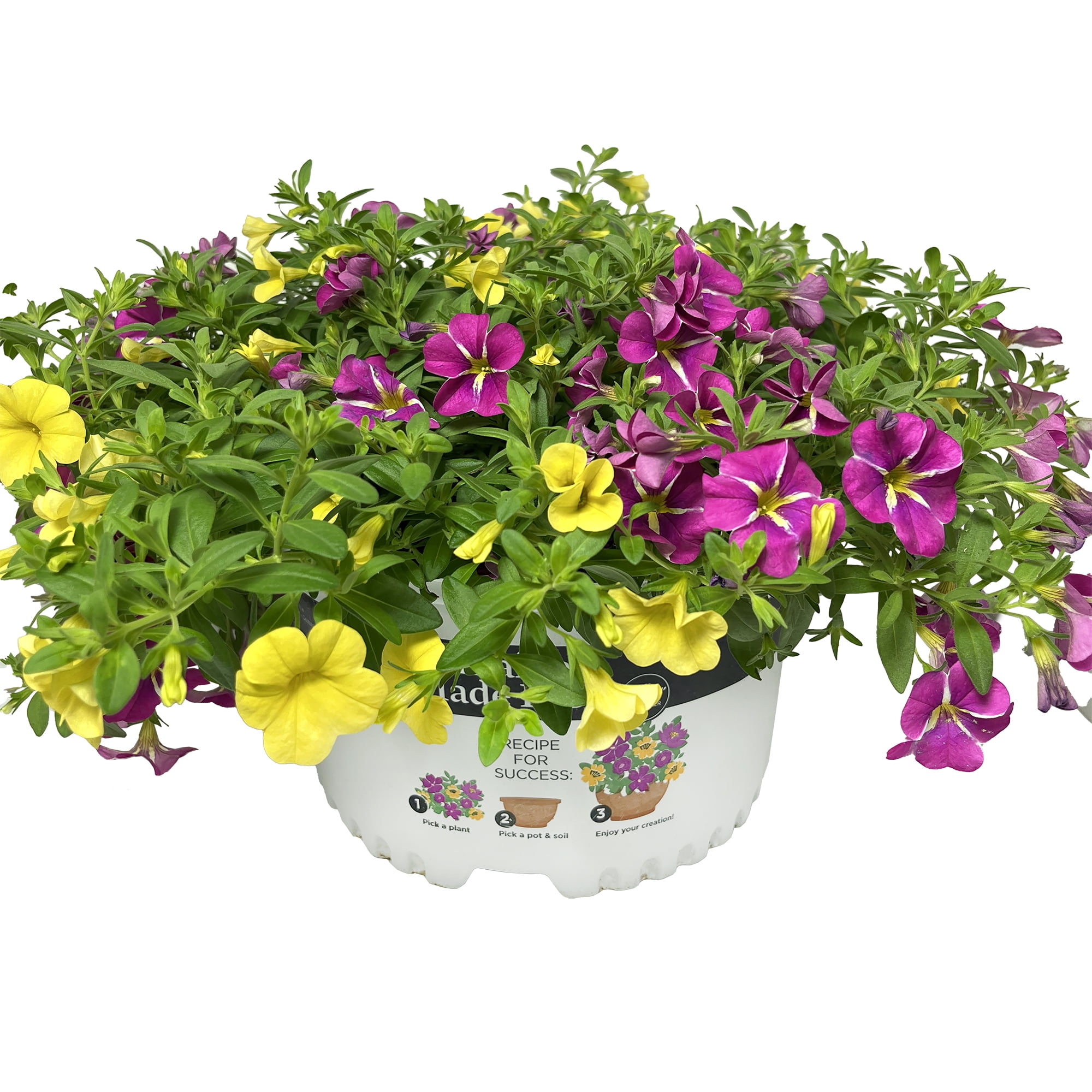 Better Homes & Gardens 2G Pink Yellow Calibrachoa Combo Live Plant Coco ...