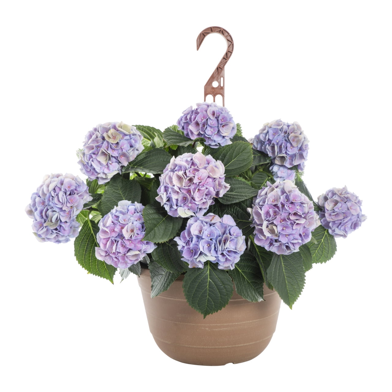 Better Homes & Gardens 2gal Blue Hydrangea Live Perennial Plant Hanging ...