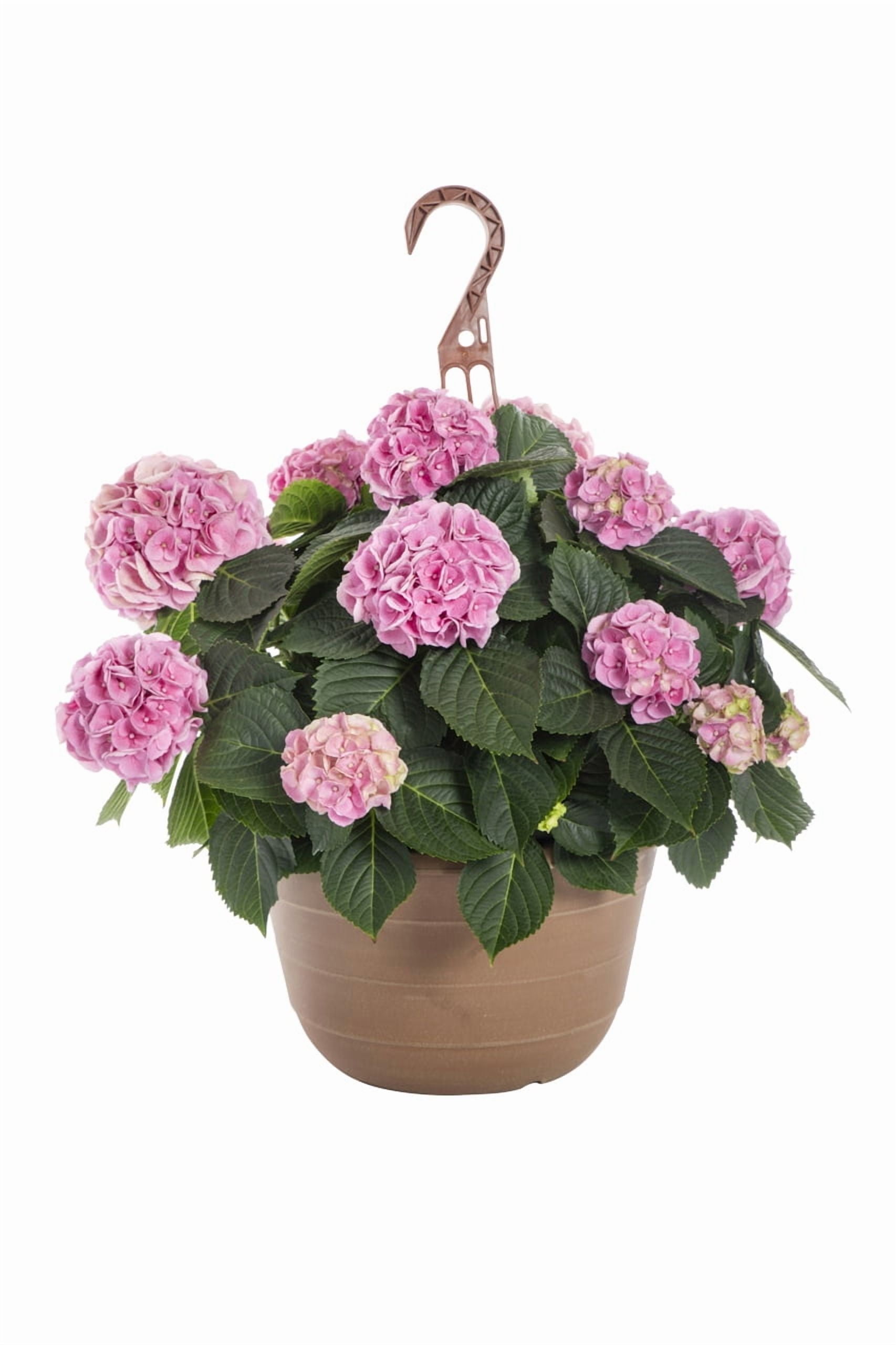 Better Homes & Gardens 2gal Pink Hydrangea Live Perennial Plant Hanging ...