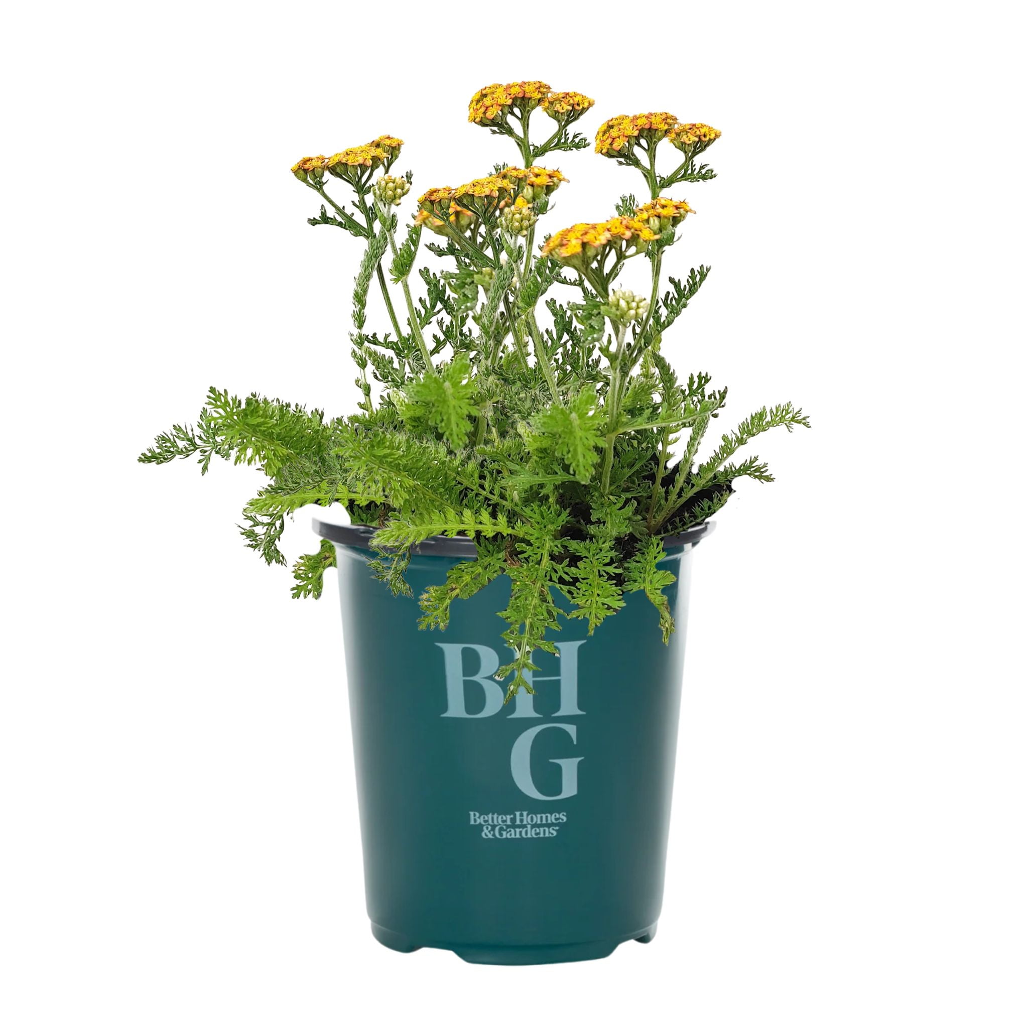 Better Homes & Gardens 2QT Achillea Skysail Live Plant Grower Pot Full ...