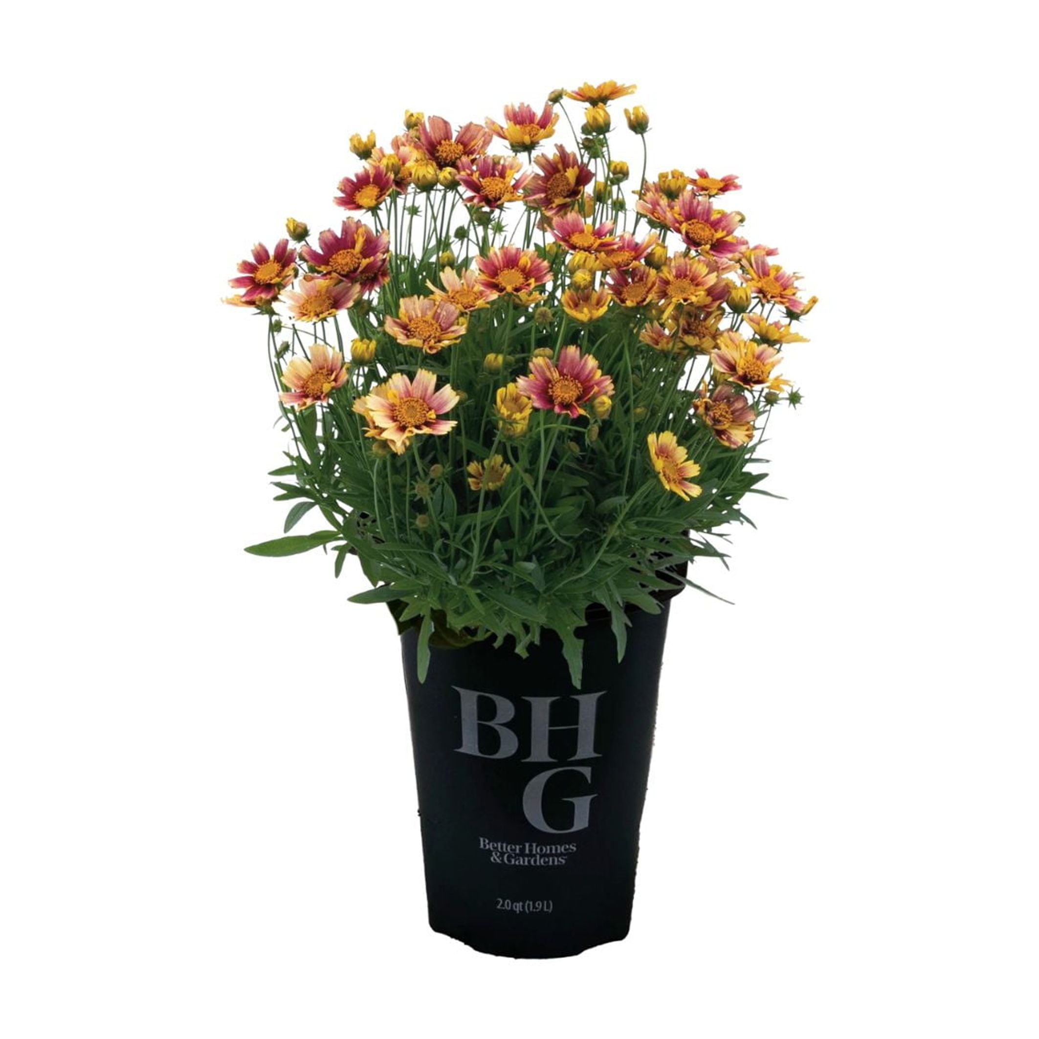Better Homes & Gardens 2QT Coreopsis Solanna Sunset Burst Live Plant ...