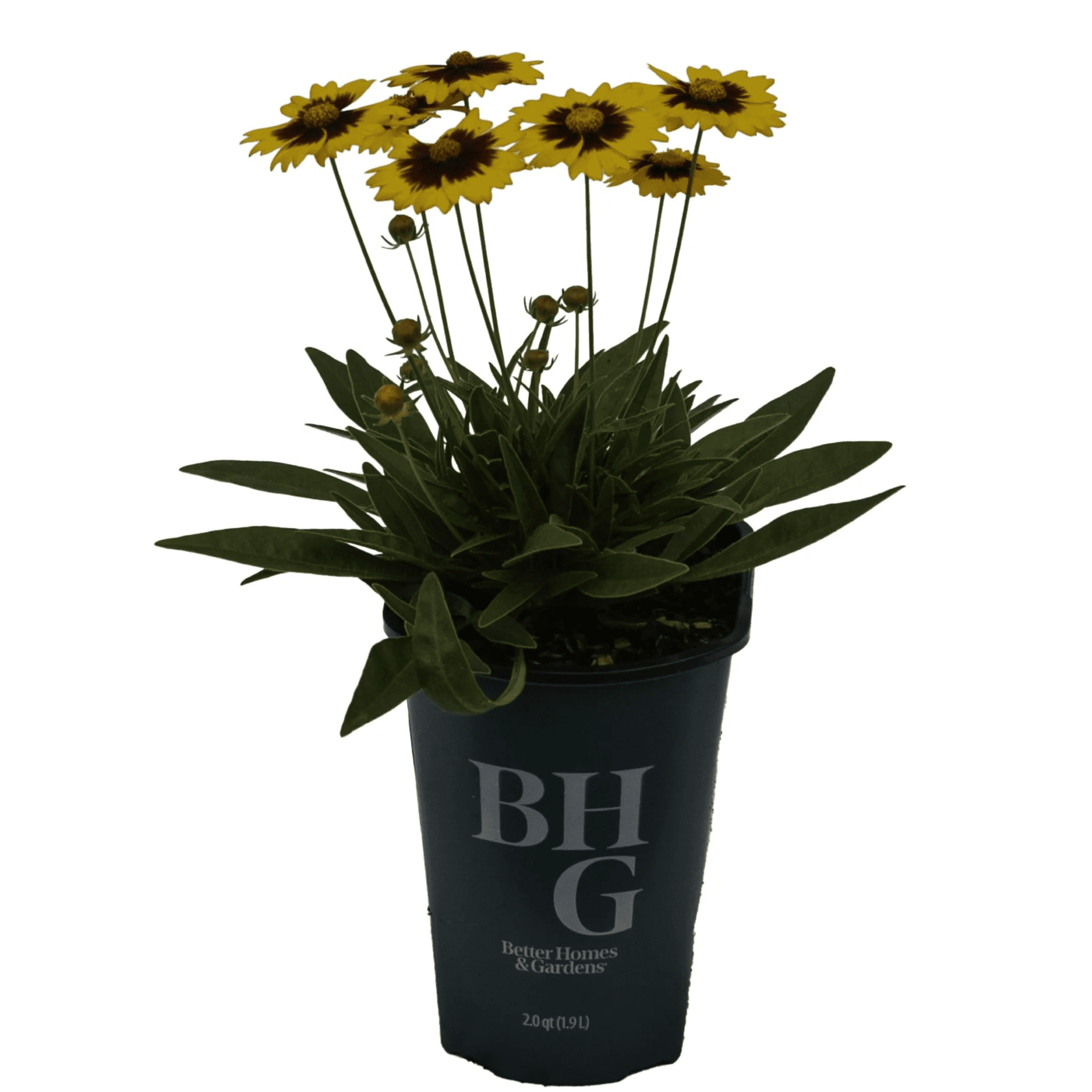 Better Homes & Gardens 2QT Yellow Coreopsis Solanna Sunset Bright Live ...